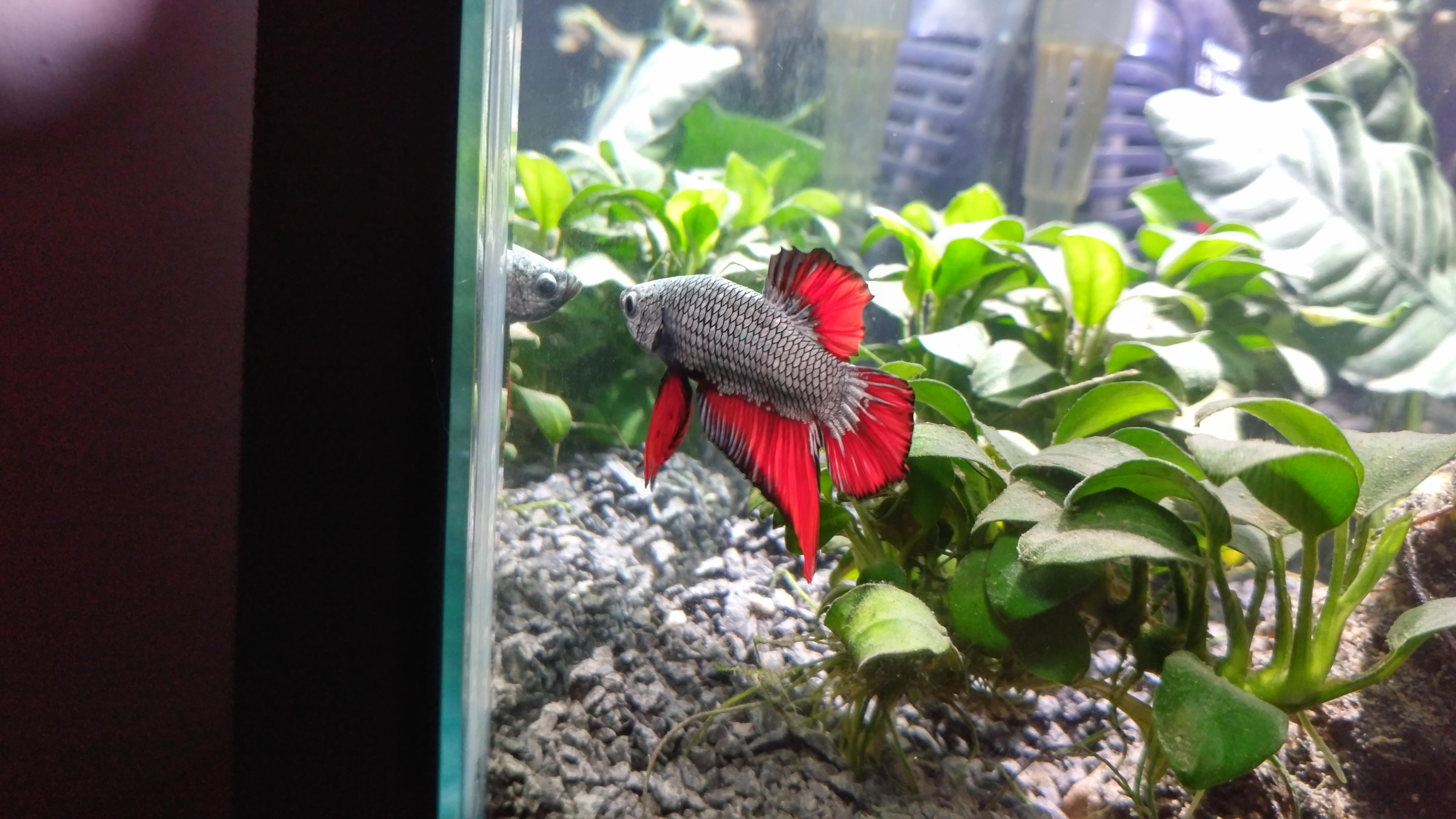 Brand new Betta admiring his reflection this morning | Scrolller