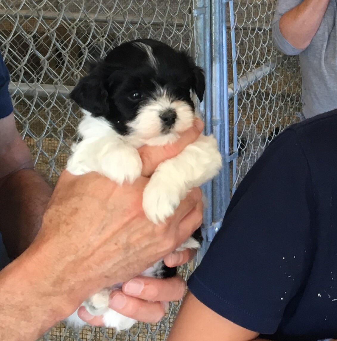 Brand new pup, Milo! | Scrolller