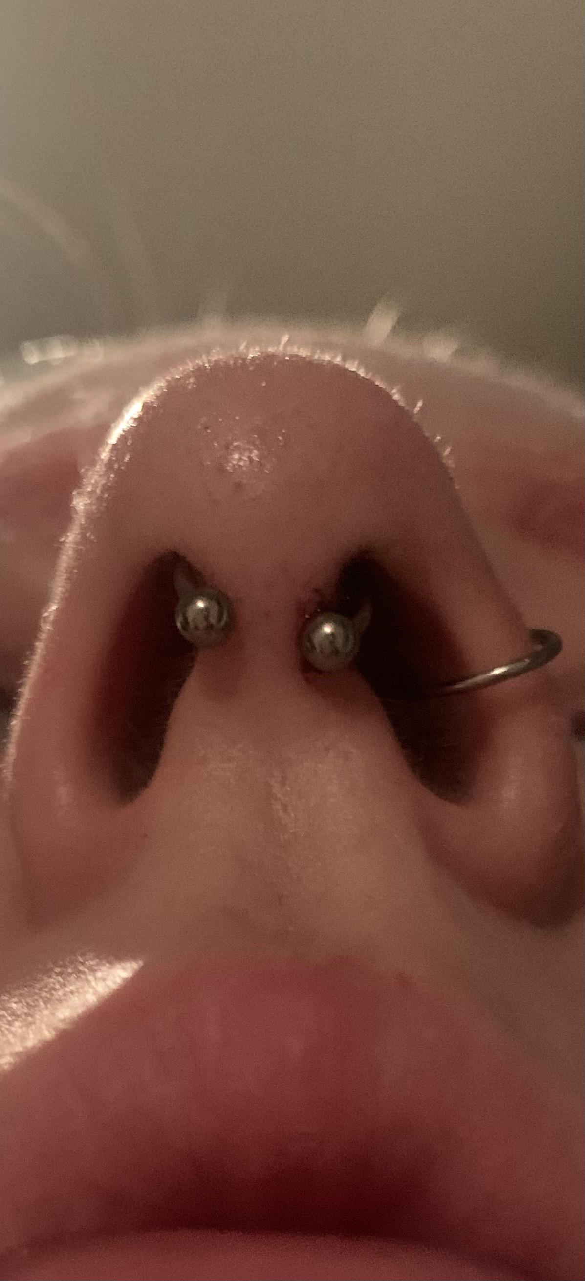 Brand new septum.. is the ring too small?? I can’t clean underneath and it’s also crooked ...