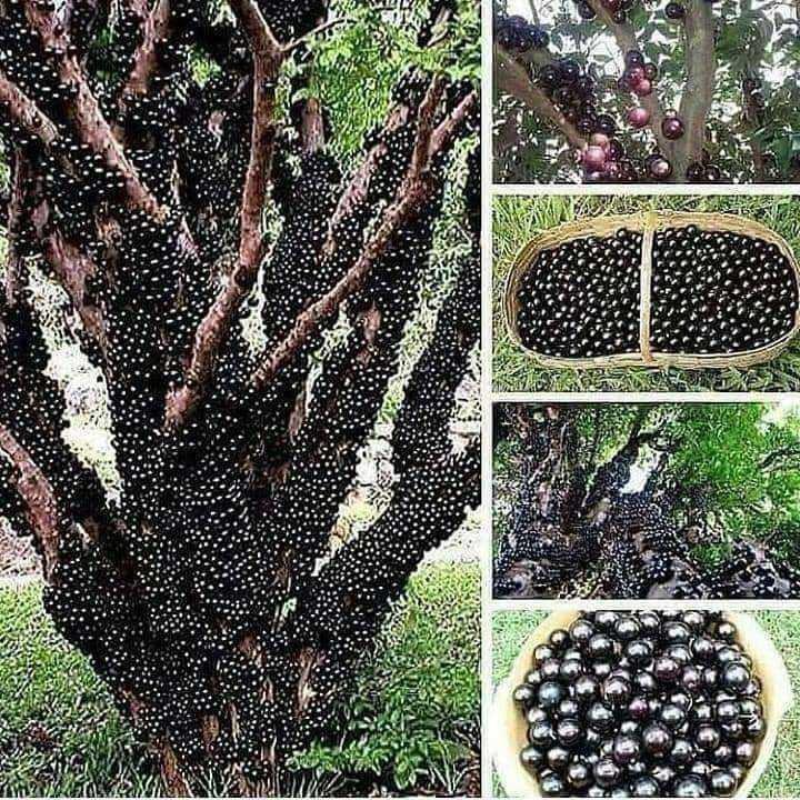 Brazilian grape tree | Scrolller