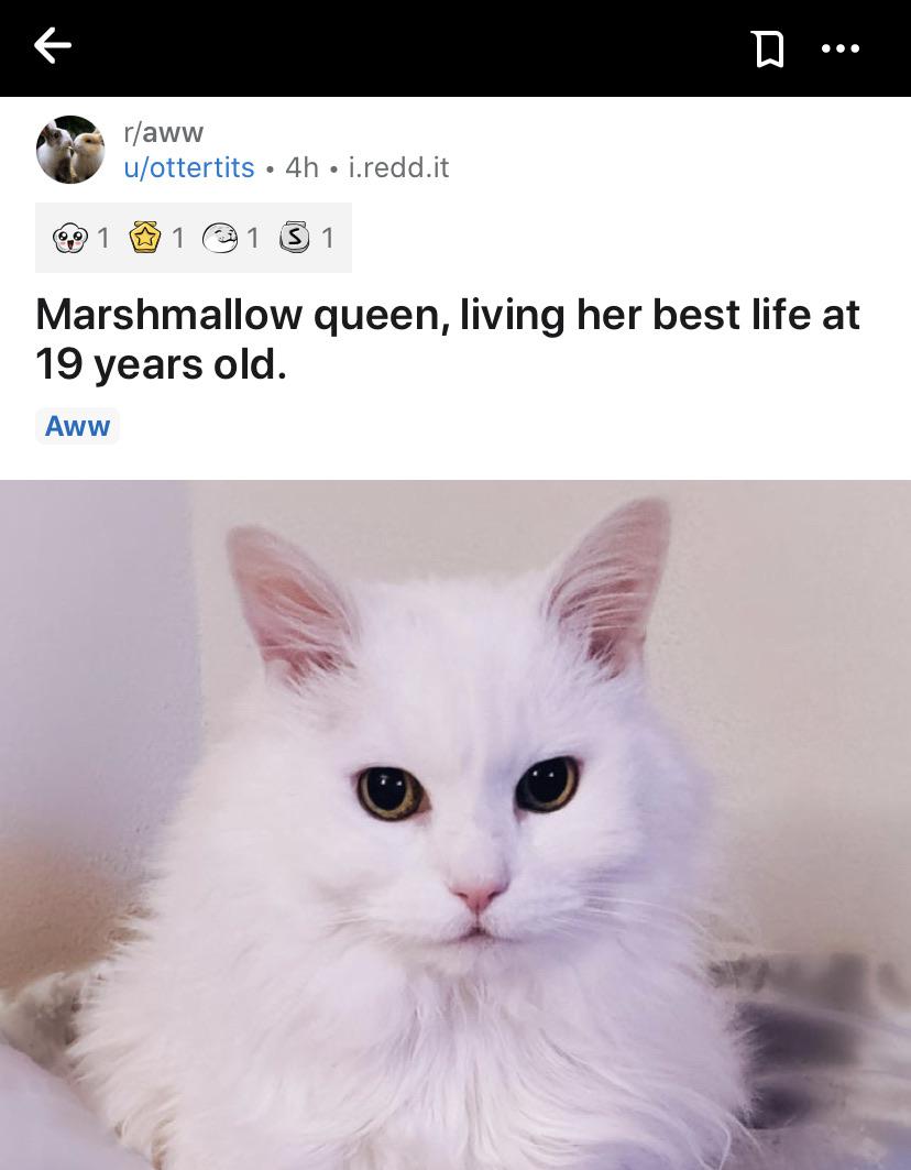 breasts of an otter | Scrolller