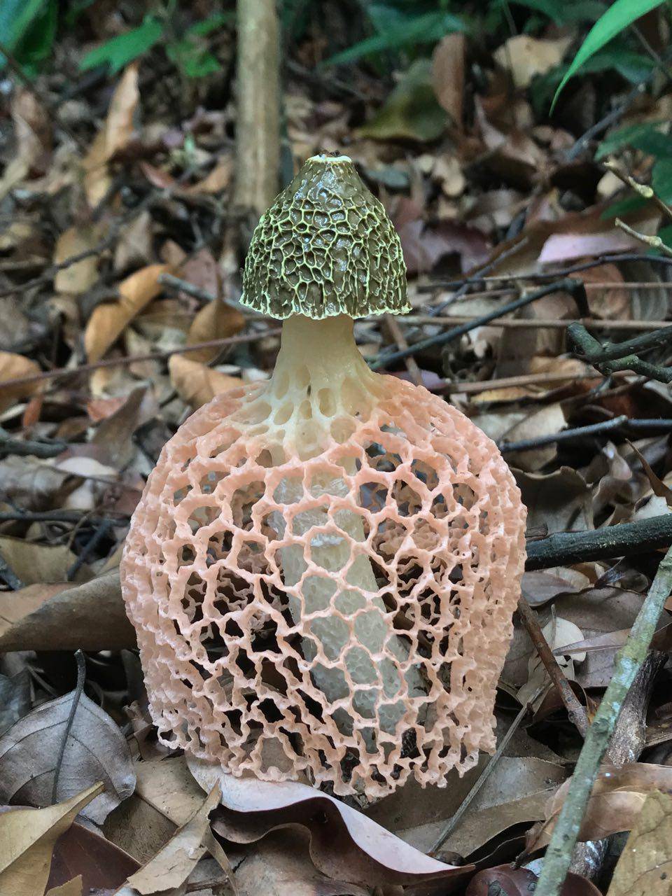 Nature is lighting up my Trypophobia | Scrolller