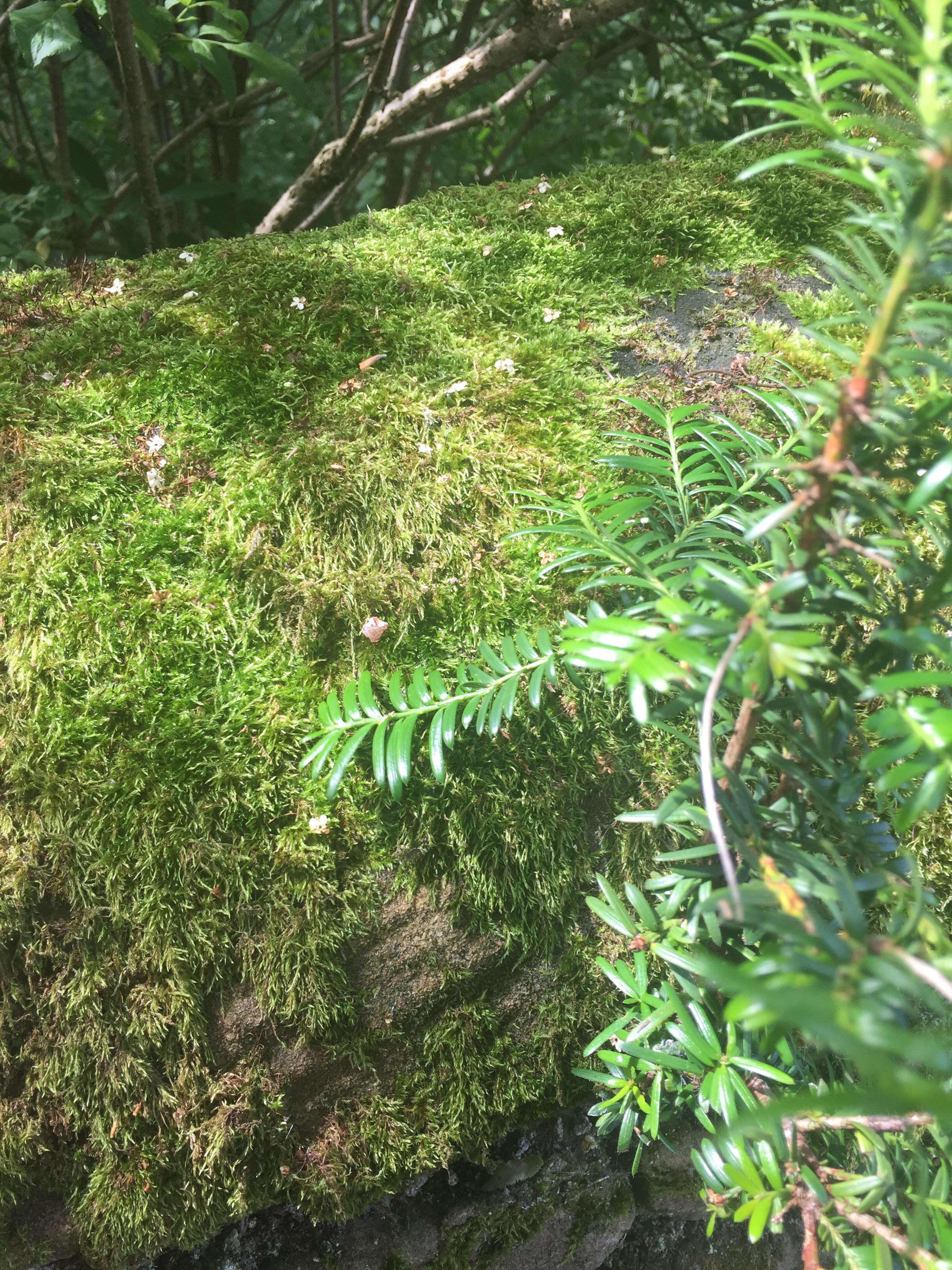 bridge moss | Scrolller