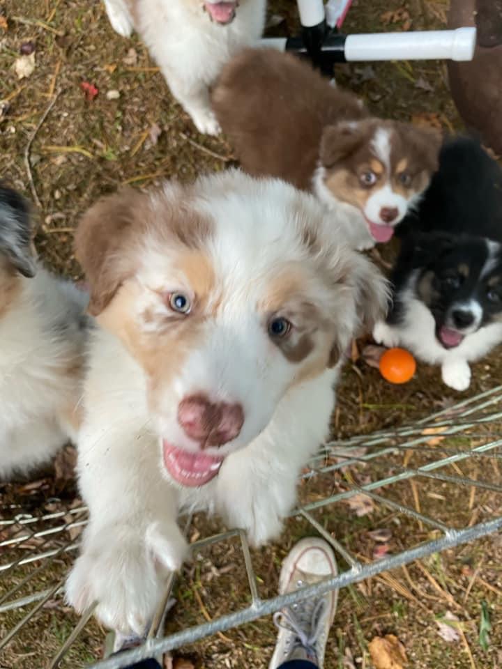 Bringing home our little red merle boy in ONE week! I’ll post an update ...