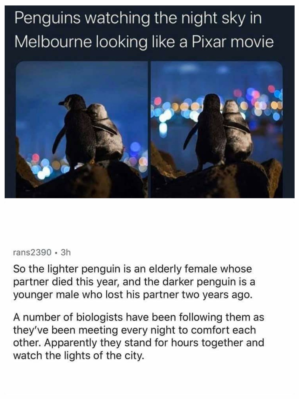 Bro penguins. | Scrolller
