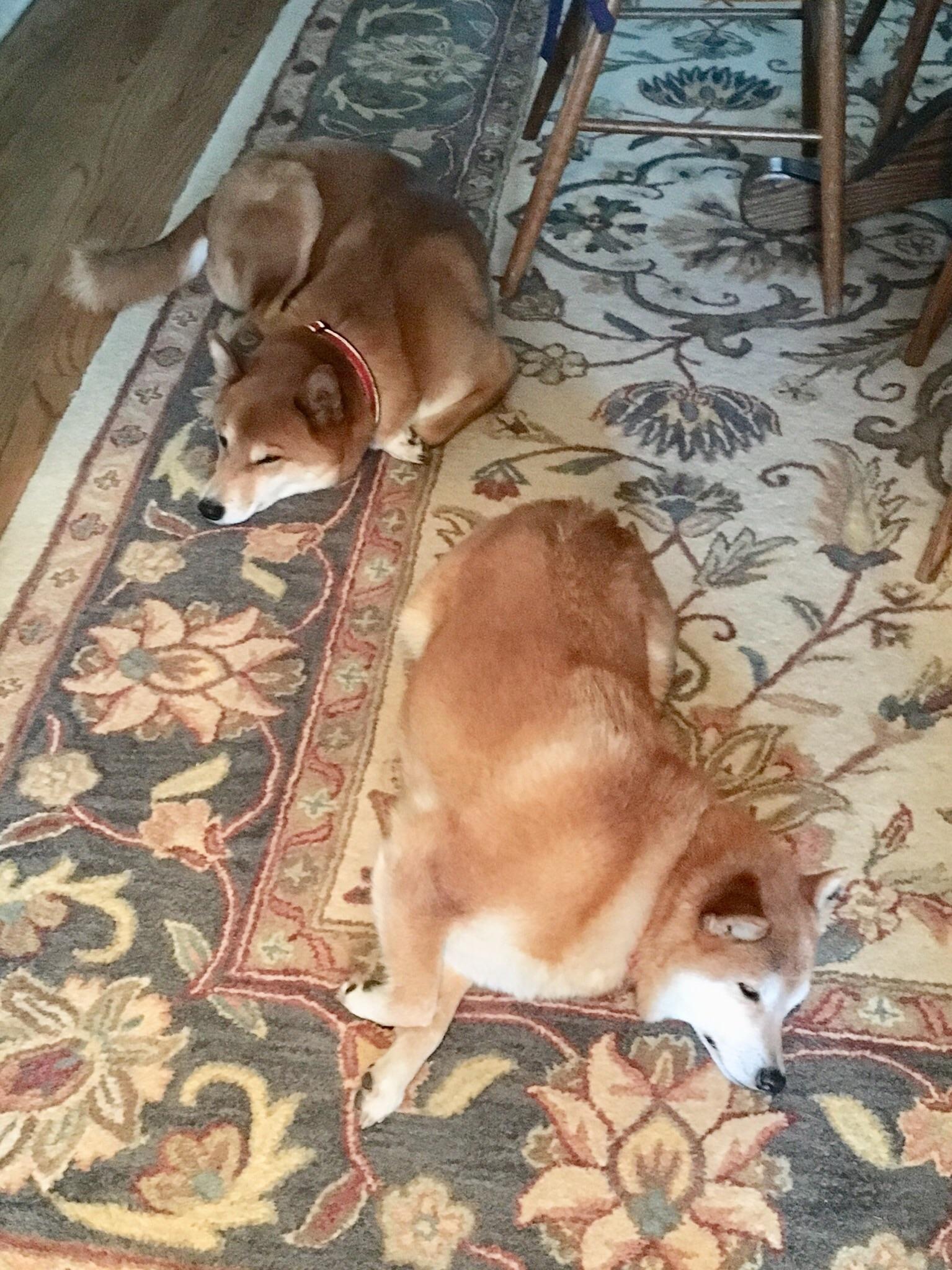 Brother and sister harmony. | Scrolller