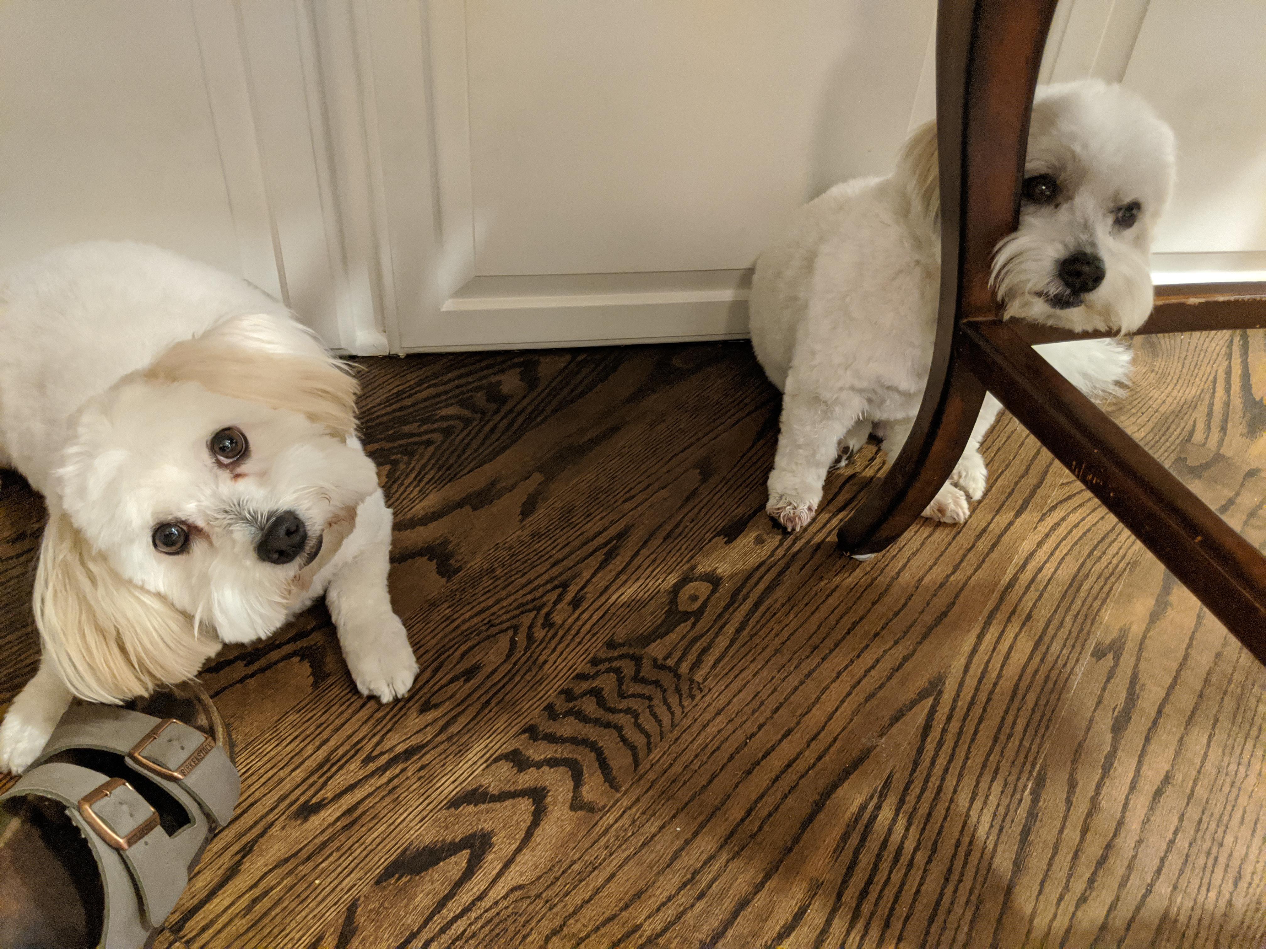 Brother and sister right after grooming. | Scrolller
