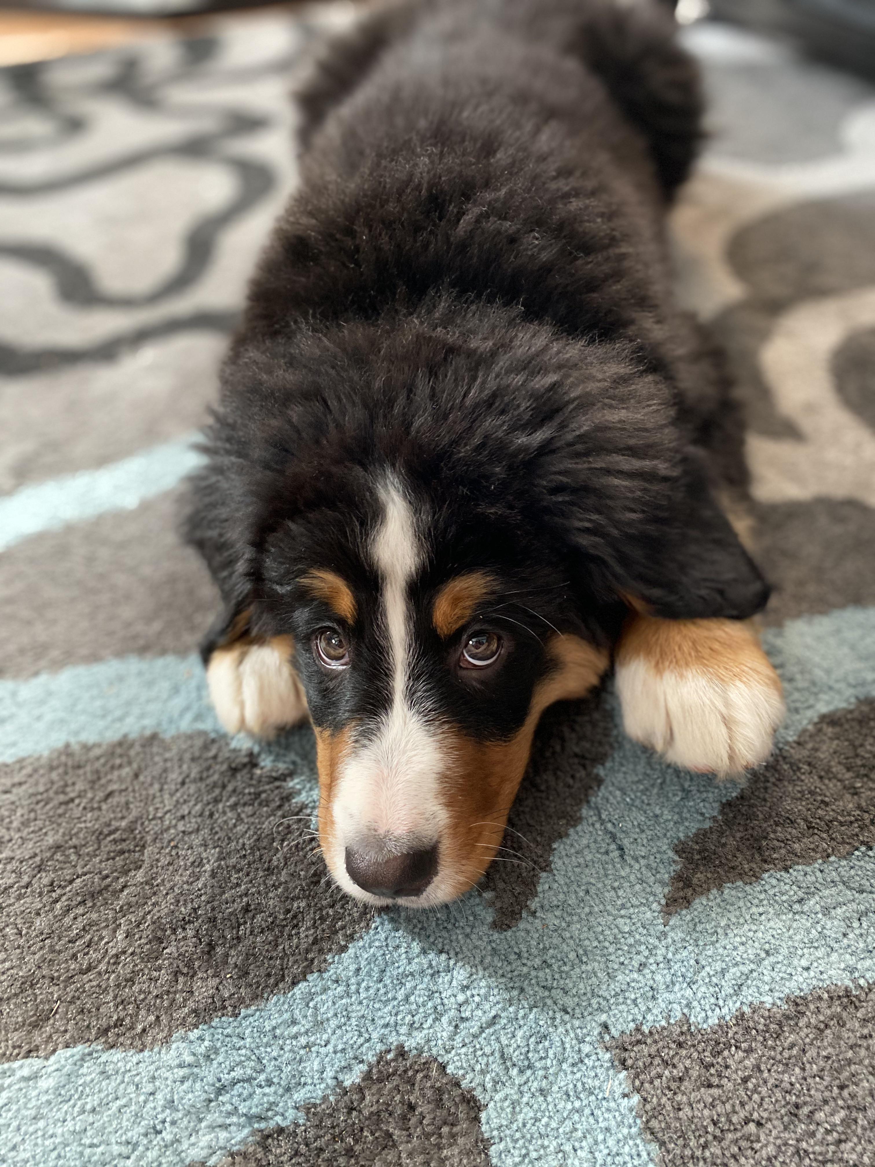 Brought home Ruby this weekend! | Scrolller