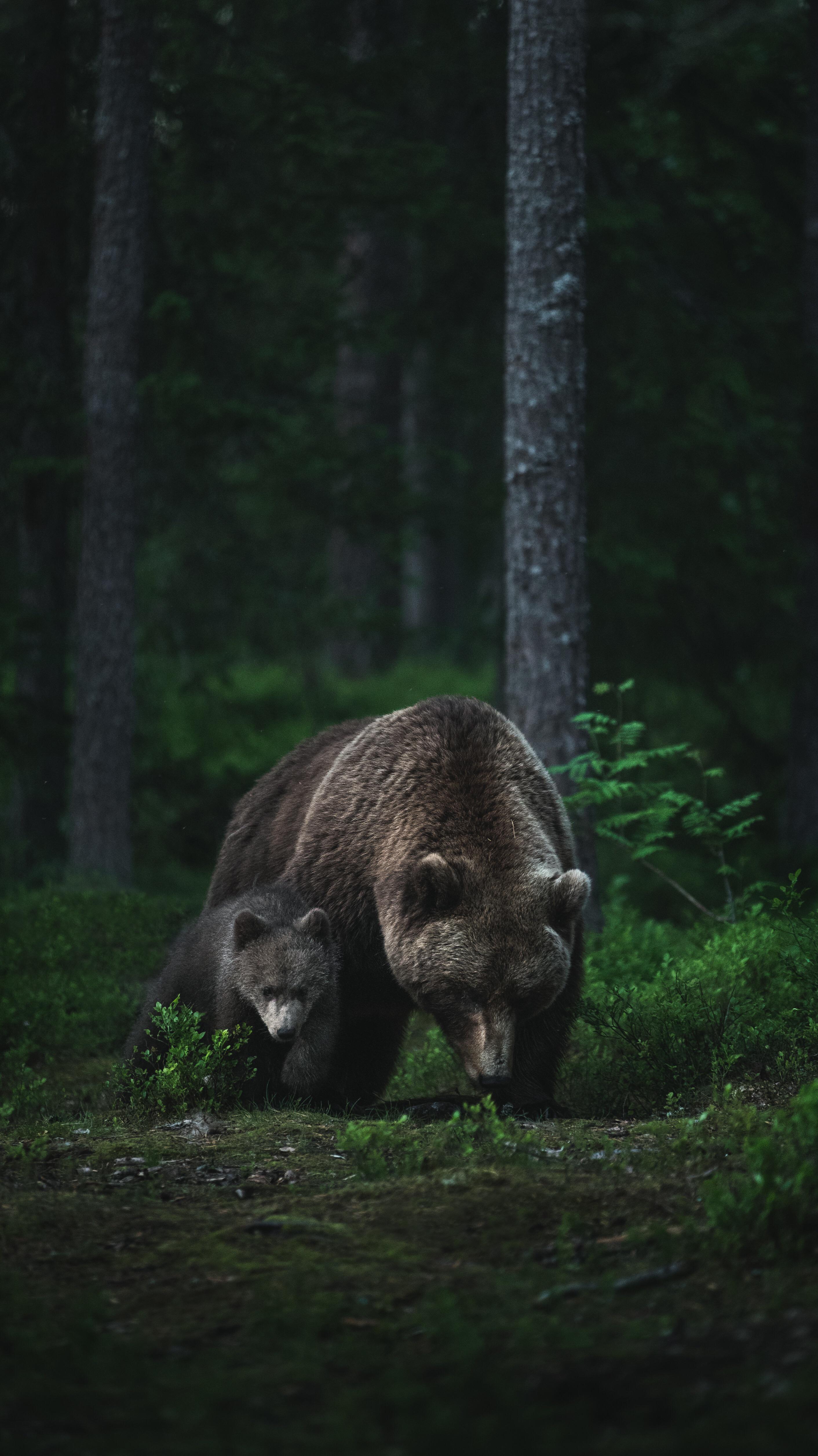 Brown bear | Scrolller