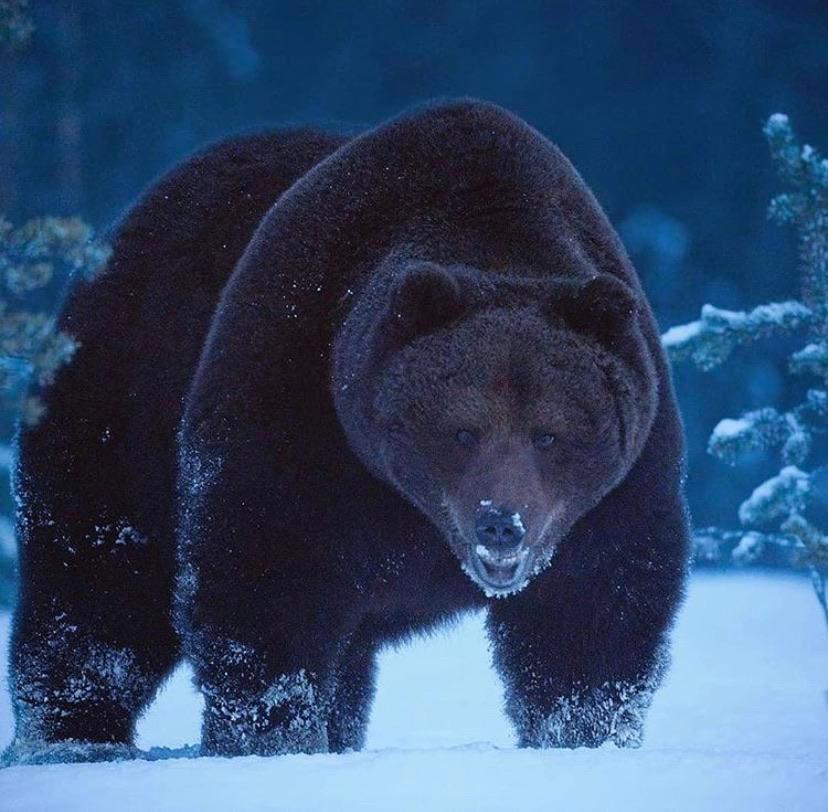 Brown Bear | Scrolller