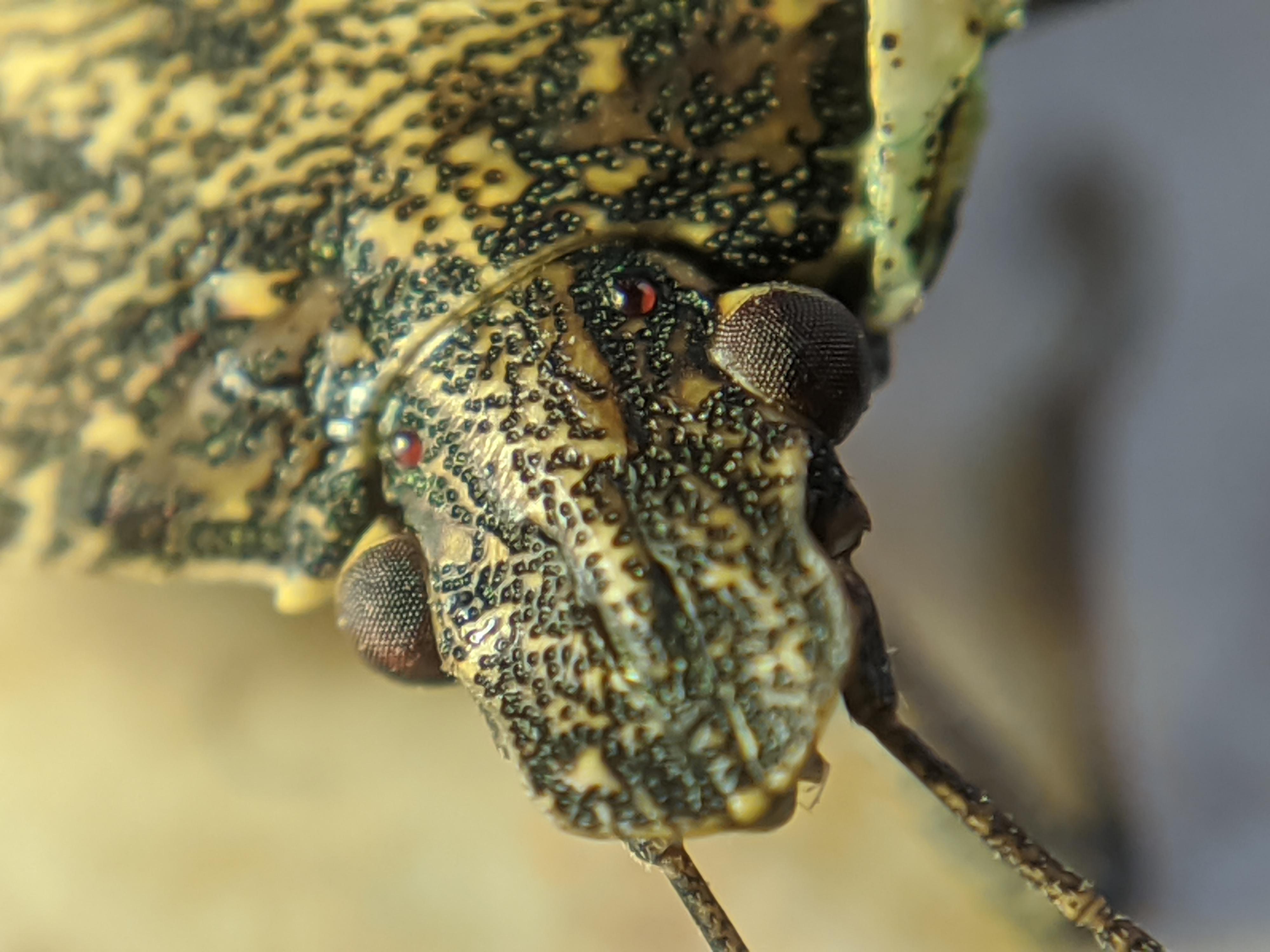 Brown marmorated stink bug | Scrolller