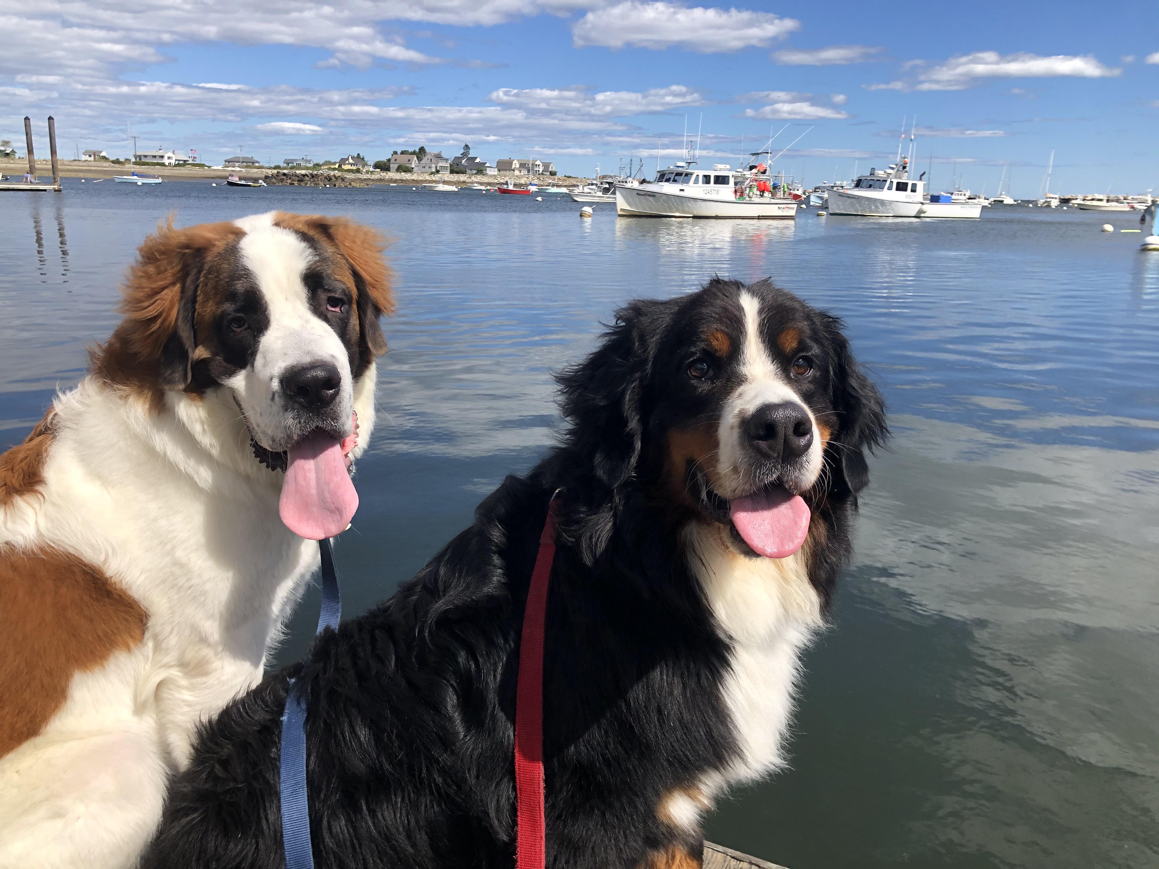 Bruce and Theo enjoying the harbor views | Scrolller
