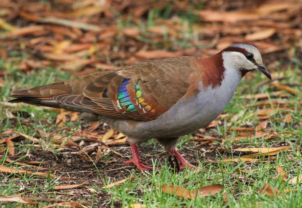 Brush Bronzewing pigeon | Scrolller
