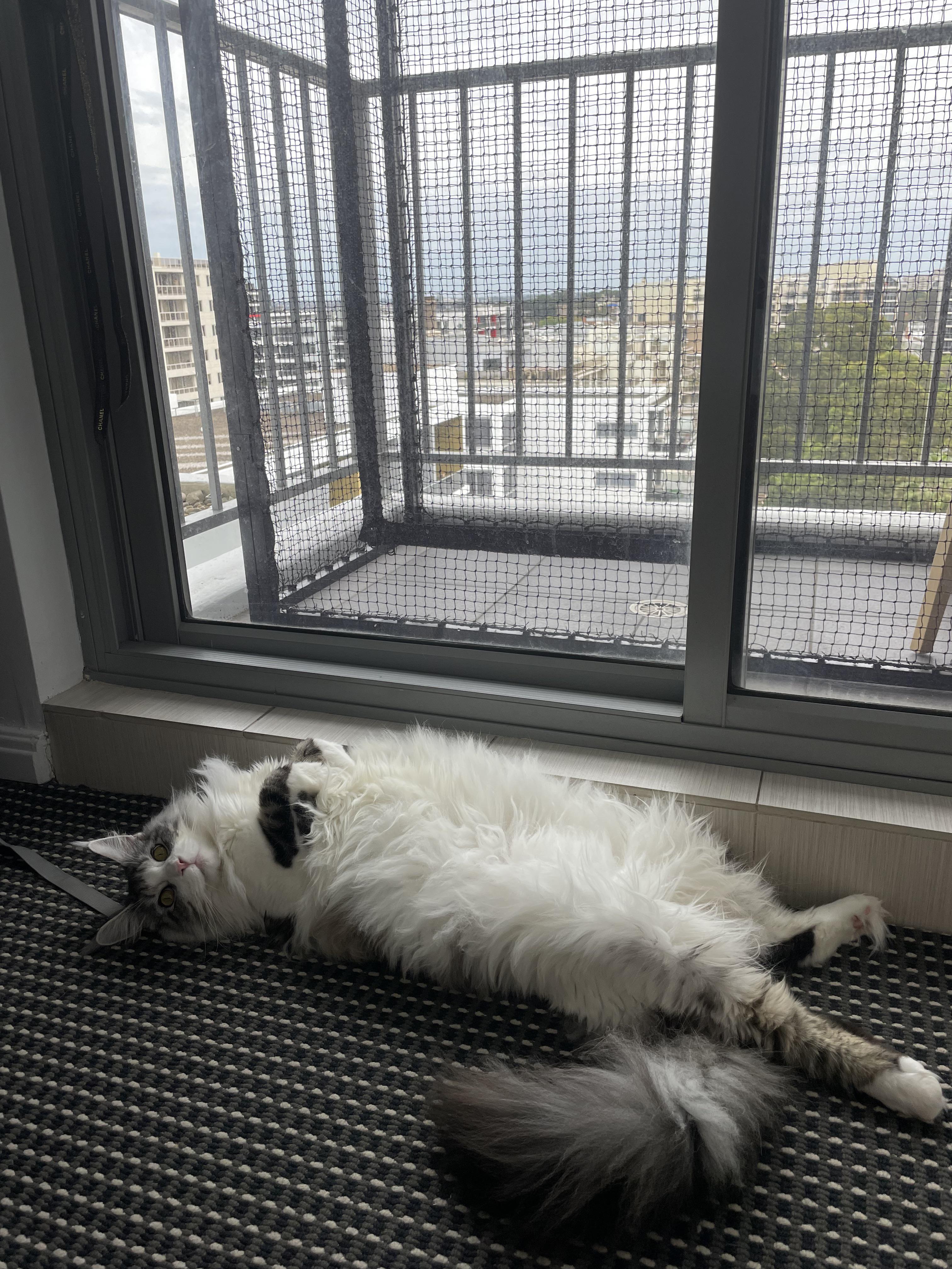 Brush recommendations? The one I have just isn’t cutting it as she starts to shed… | Scrolller