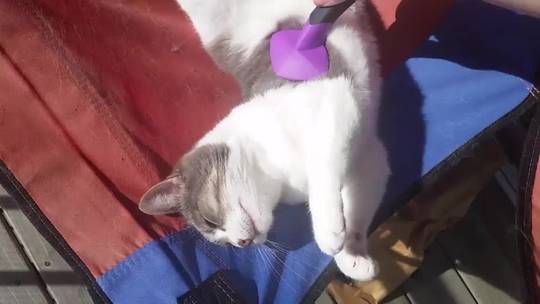 Brushy brushy | Scrolller