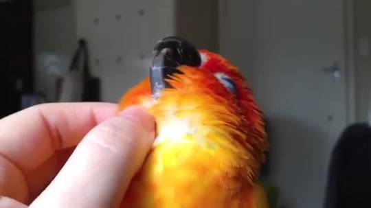 Brushy Brushy the conure | Scrolller