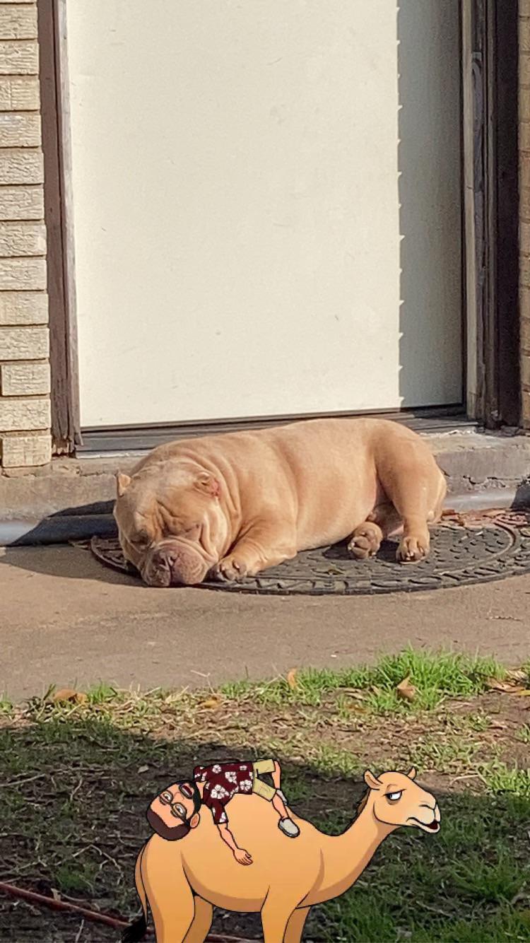 Brutski sunbathing | Scrolller