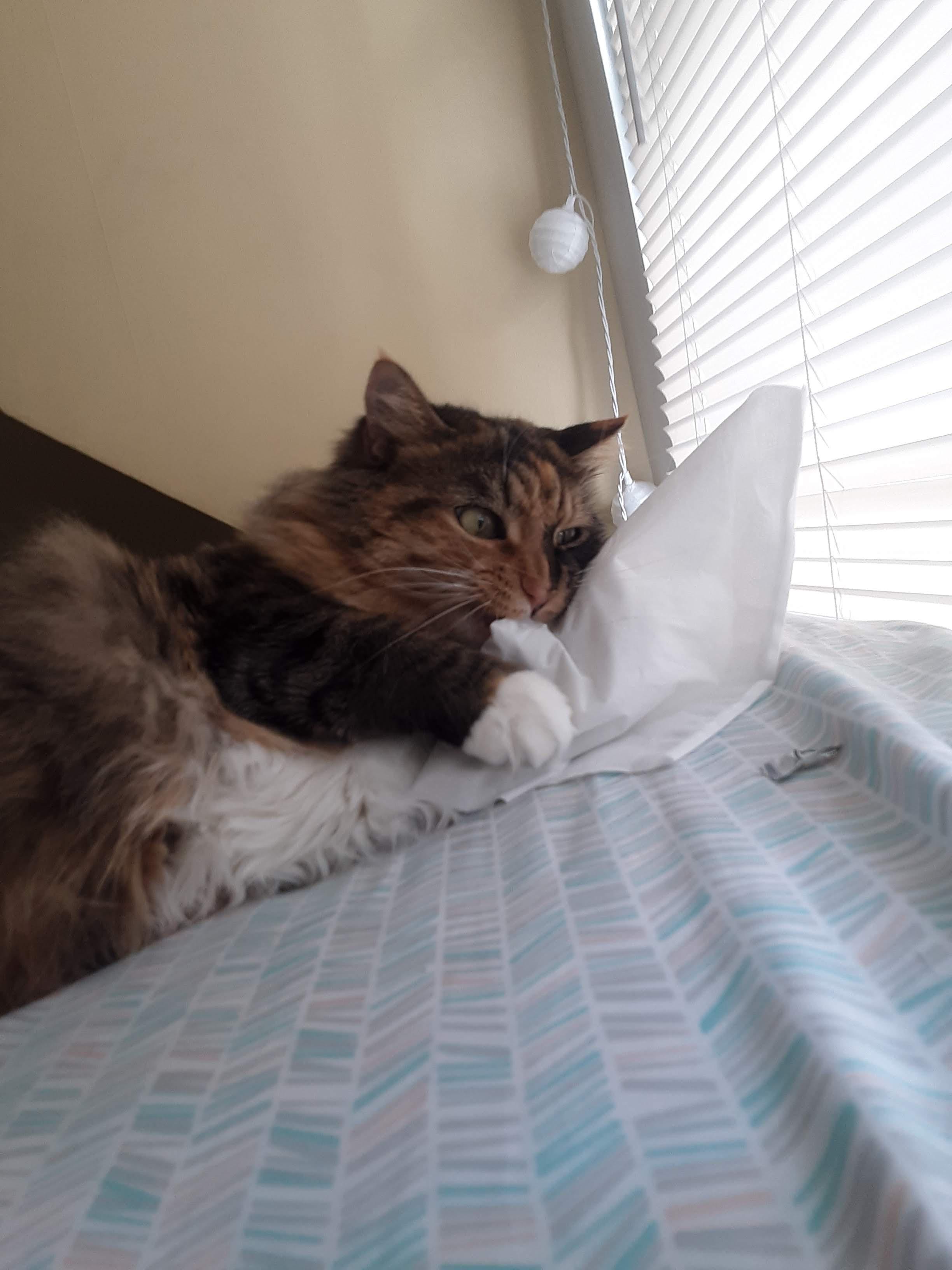 Bubbas- the tissue destroyer | Scrolller