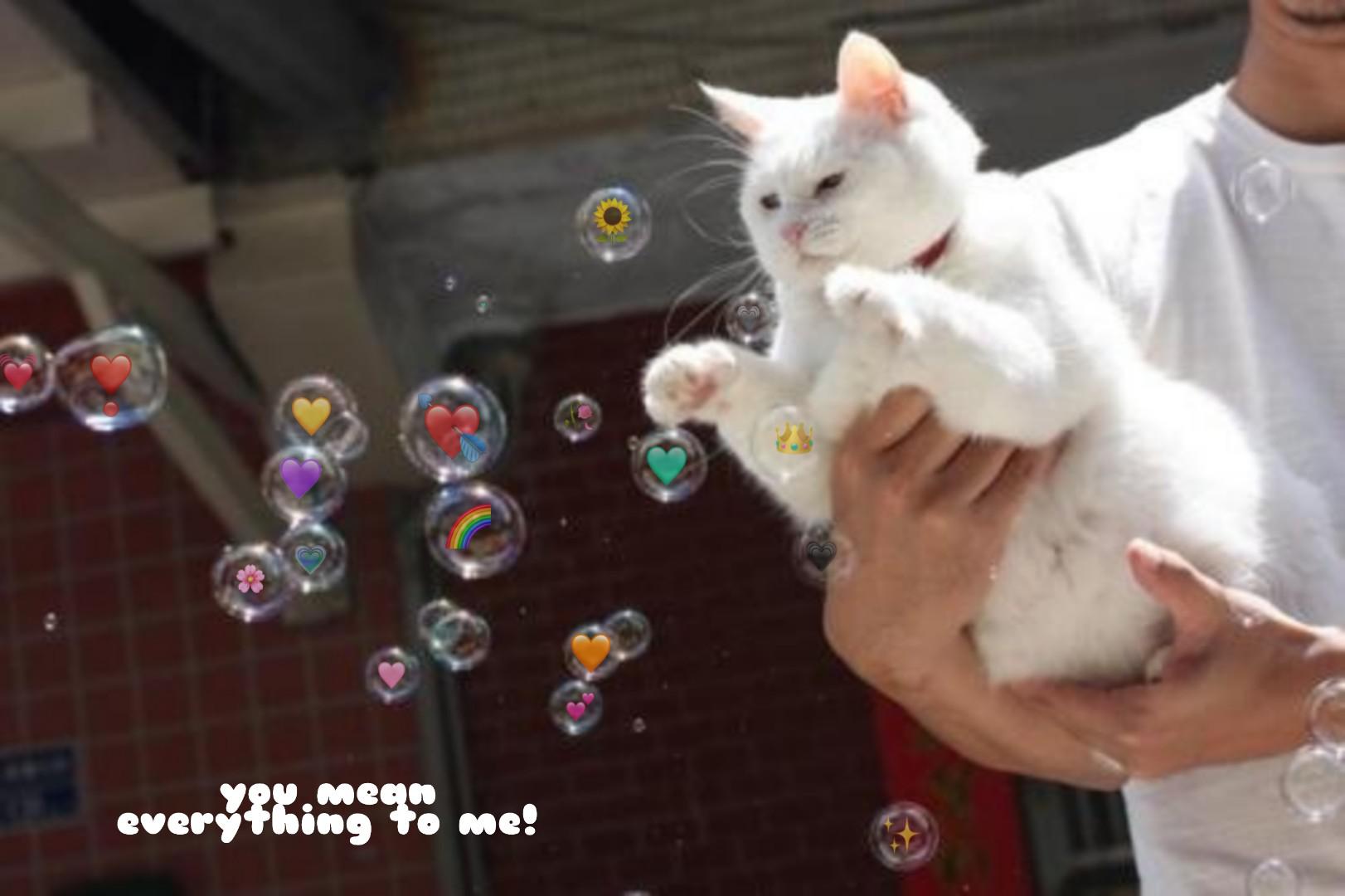 Bubble cat | Scrolller