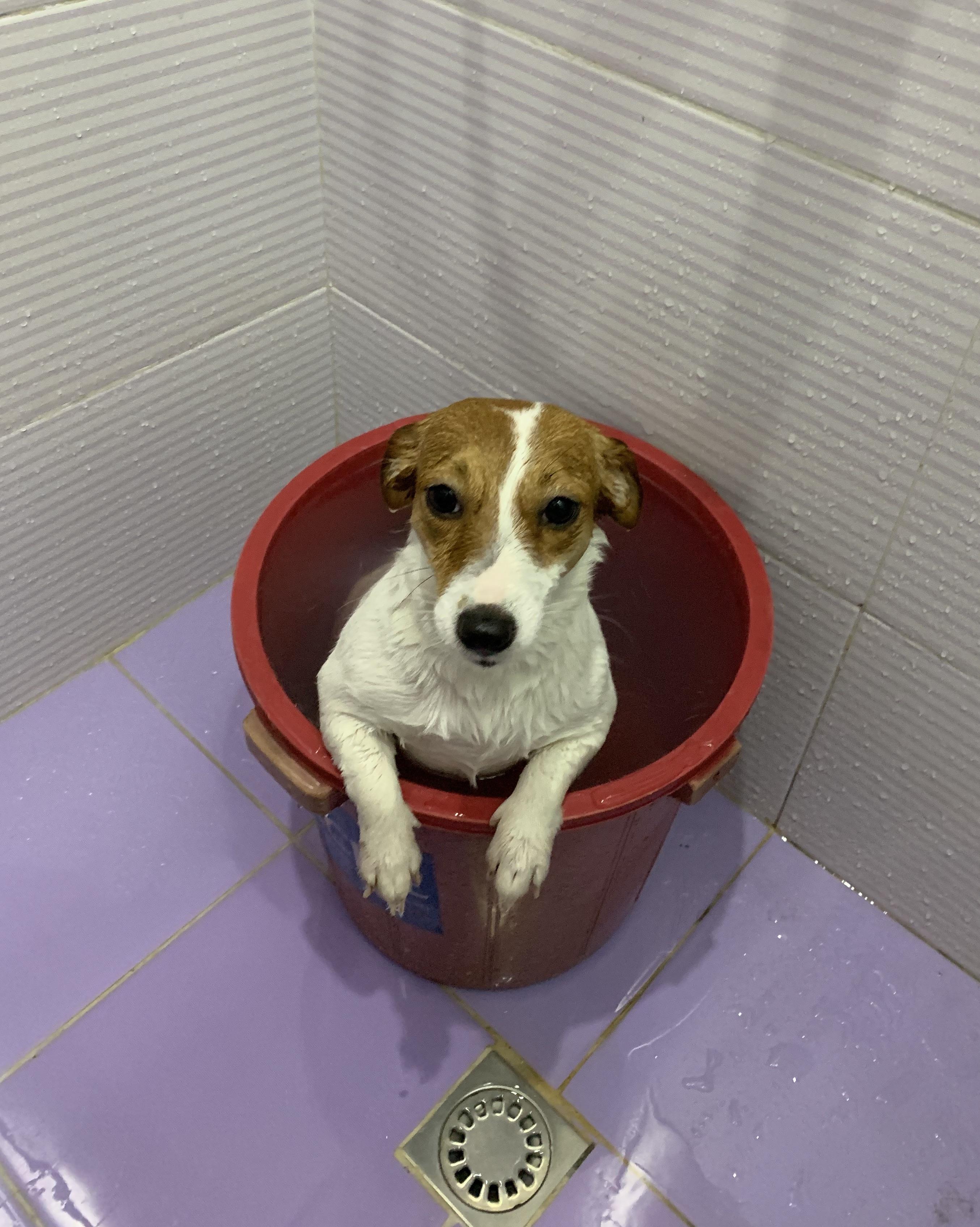 Bucket bath time for the Looo | Scrolller