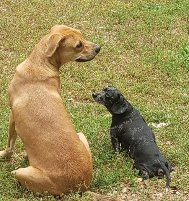 Budro getting some sun with his handicapped brother Frank. | Scrolller