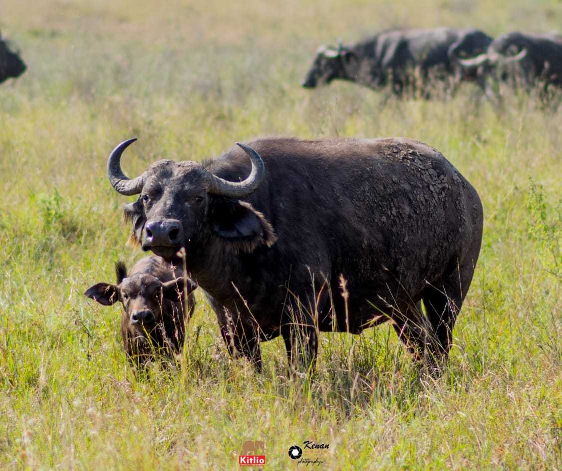 Buffalo and her cute calf | Scrolller
