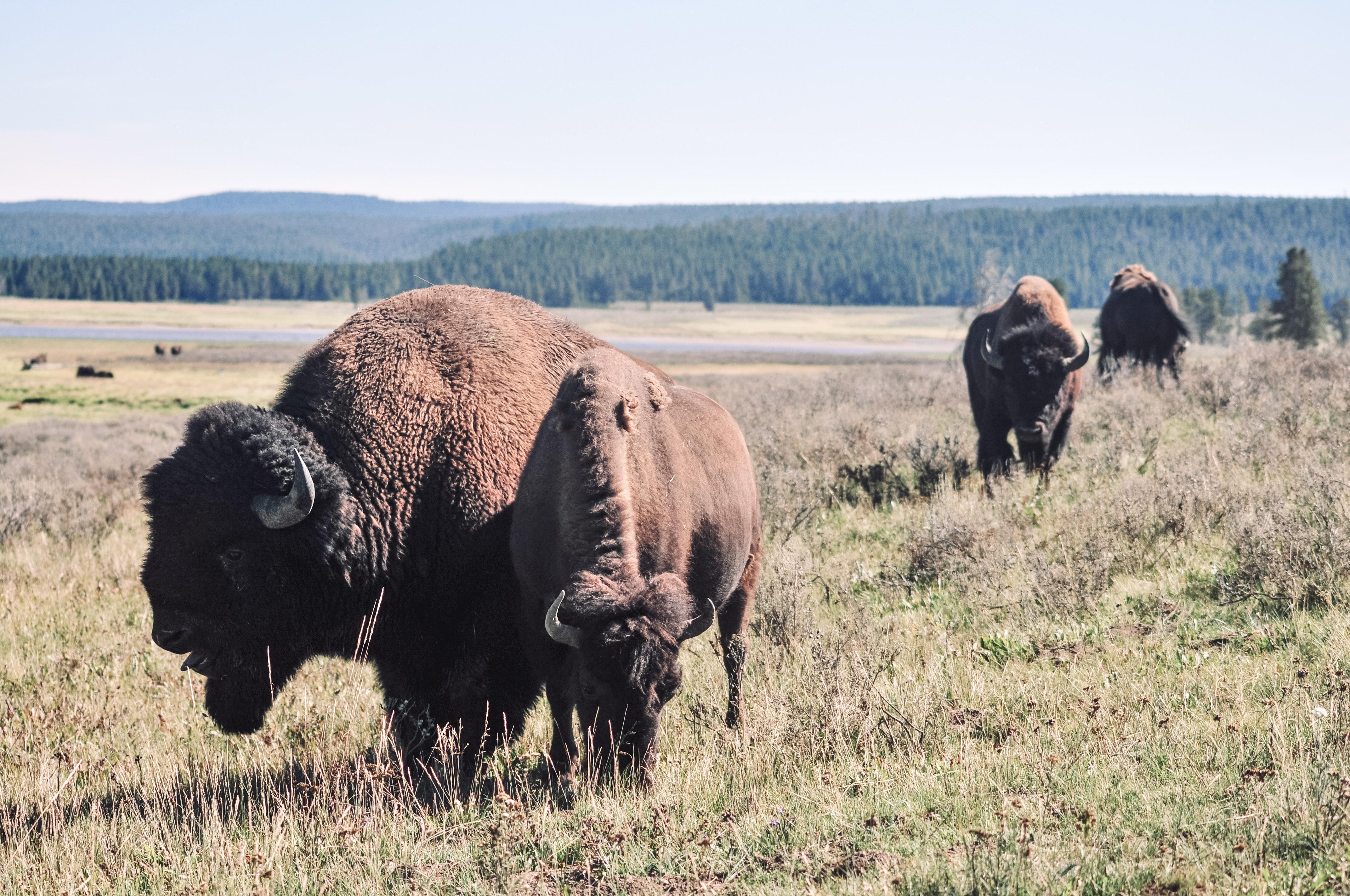 Buffalo in Yellowstone National Park [OC] | Scrolller