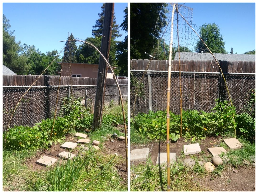 Built a trellis from bamboo and old fencing for my squash and zucchini to climb up and over. I ...