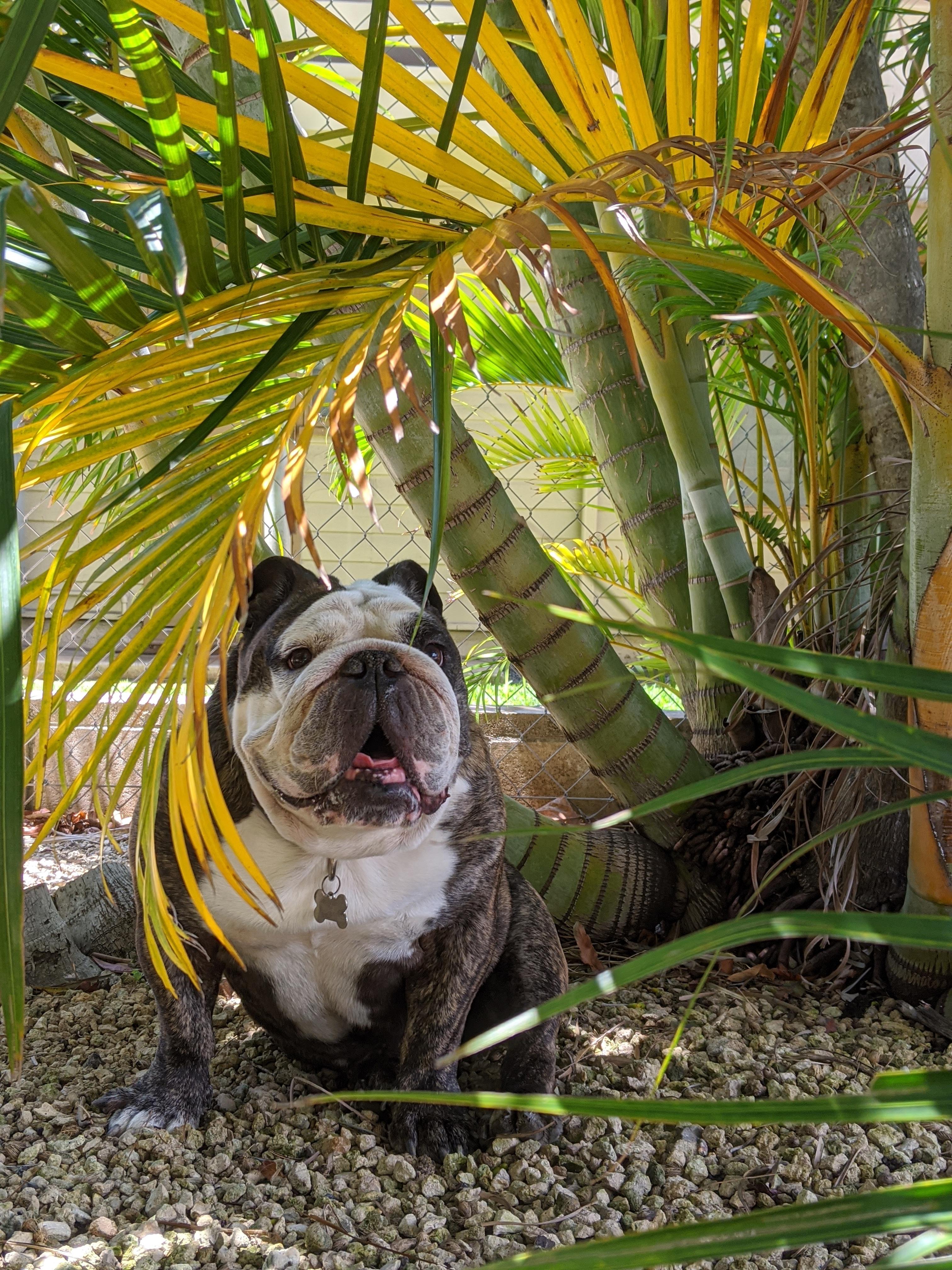 Bully in a Bush | Scrolller