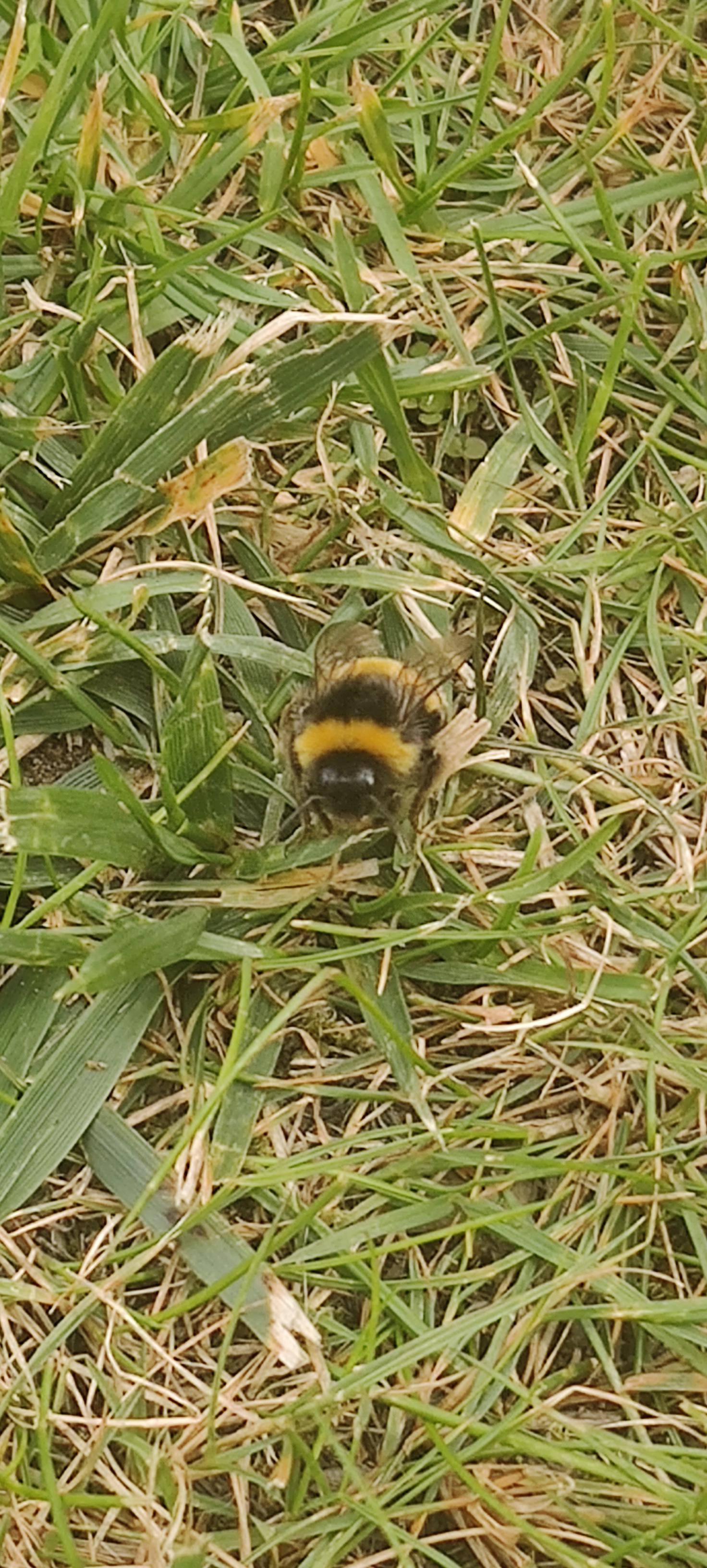 Bumblebee | Scrolller