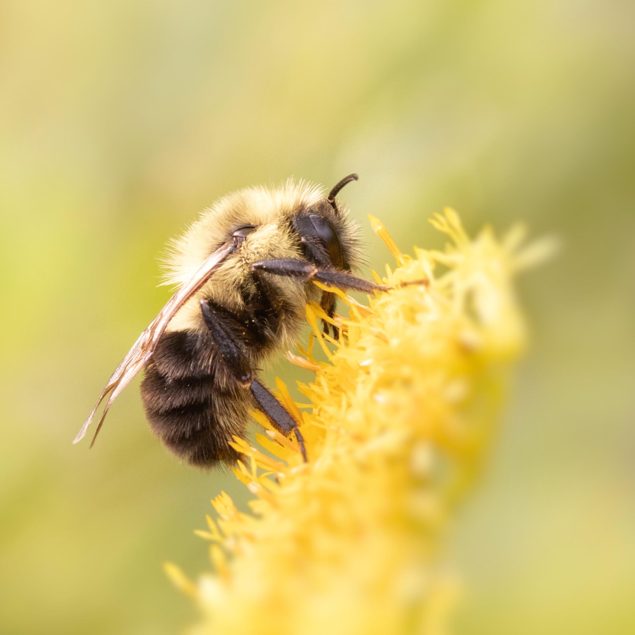 Bumblebee | Scrolller