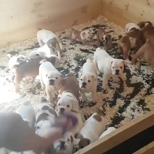 Bunch of bulldog puppies | Scrolller