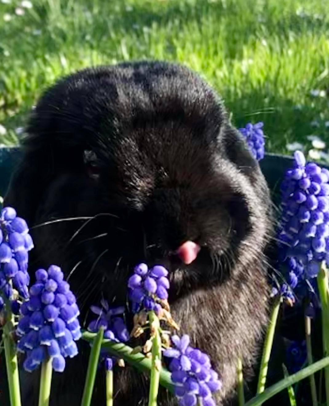 Bunny Bloop! | Scrolller