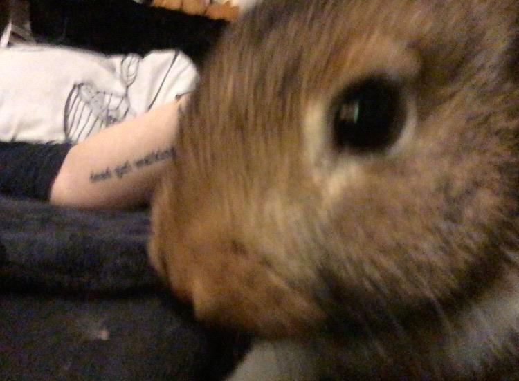 Bunny Selfie 🐰 Scrolller
