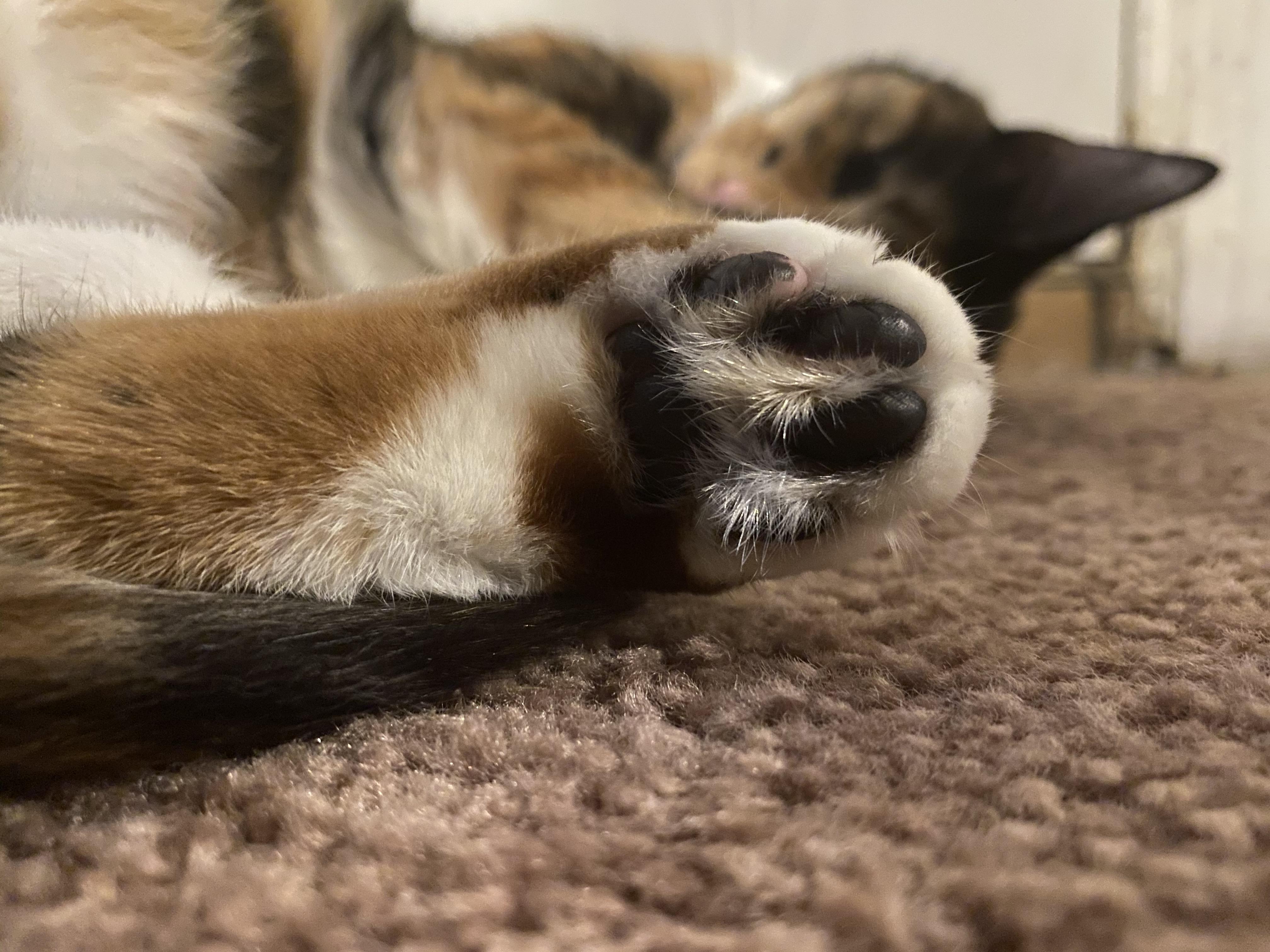 Burnt beans | Scrolller