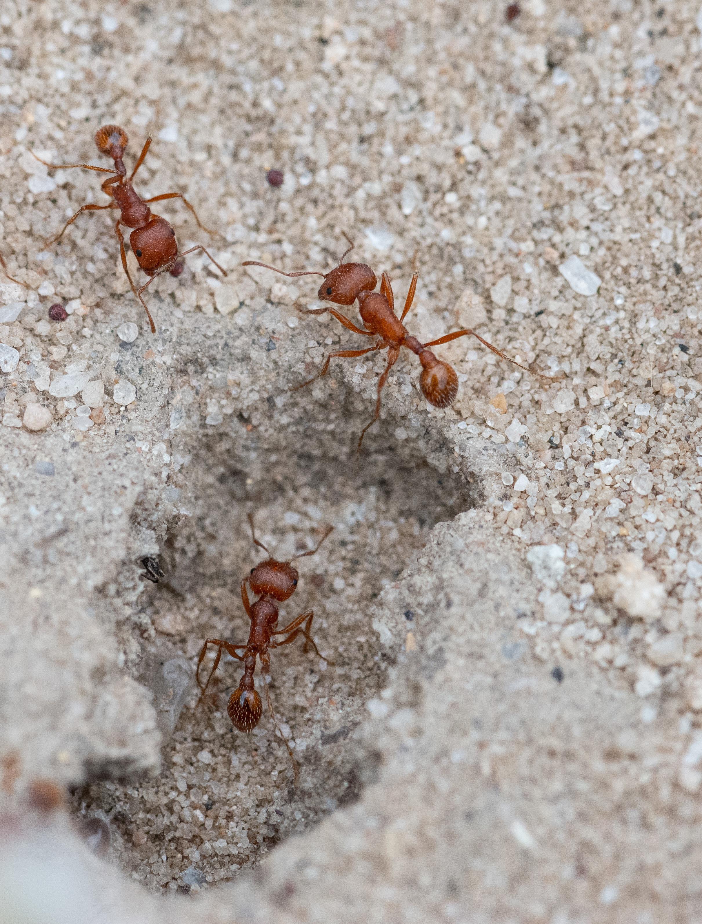 Busy Ants | Scrolller