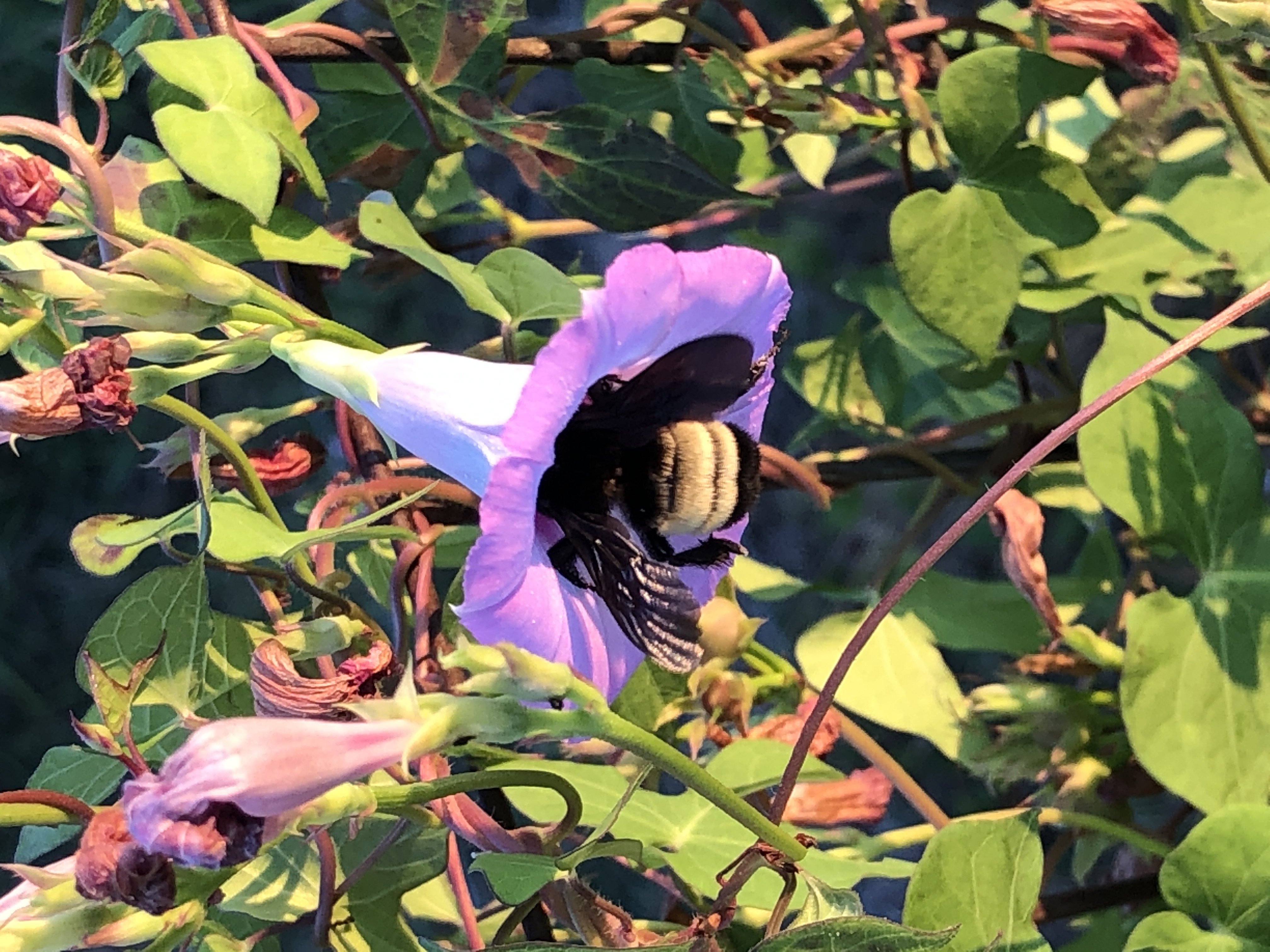 Butt Scrolller