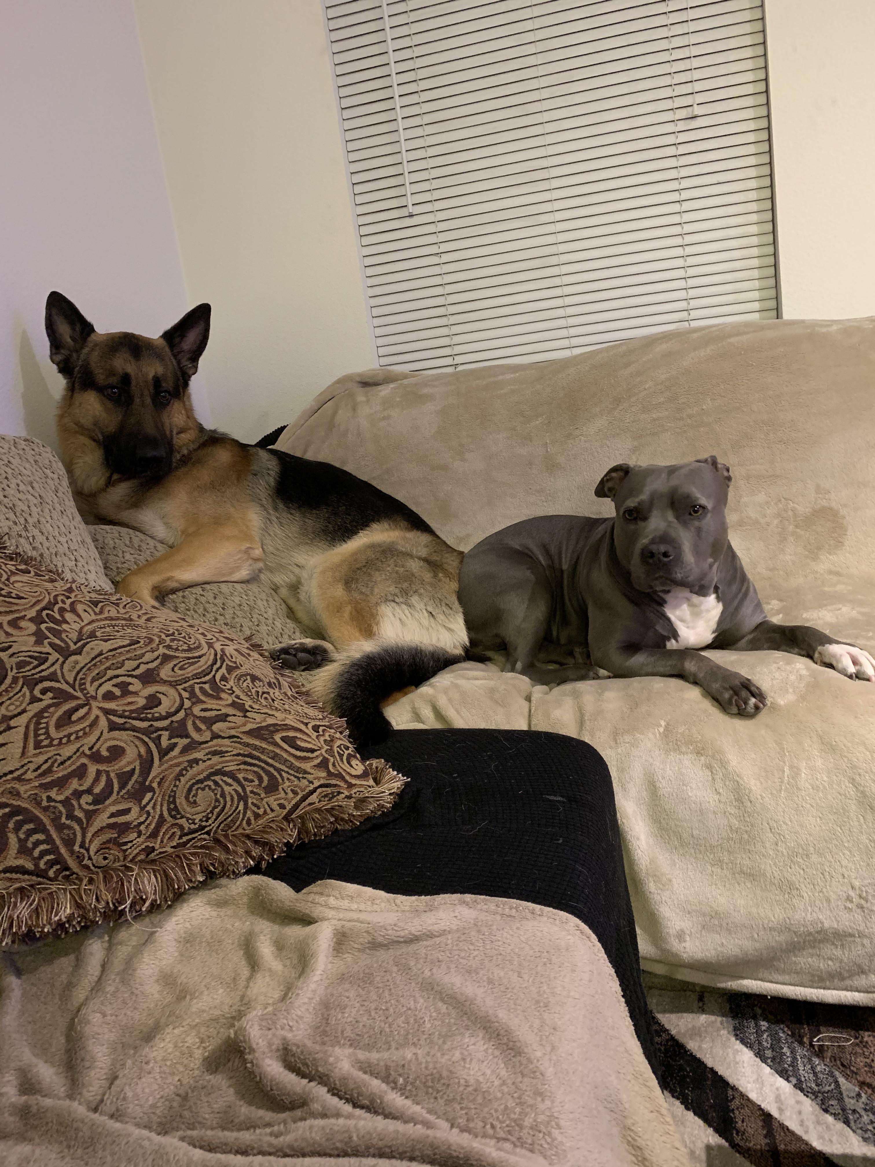 Butt Buddies | Scrolller