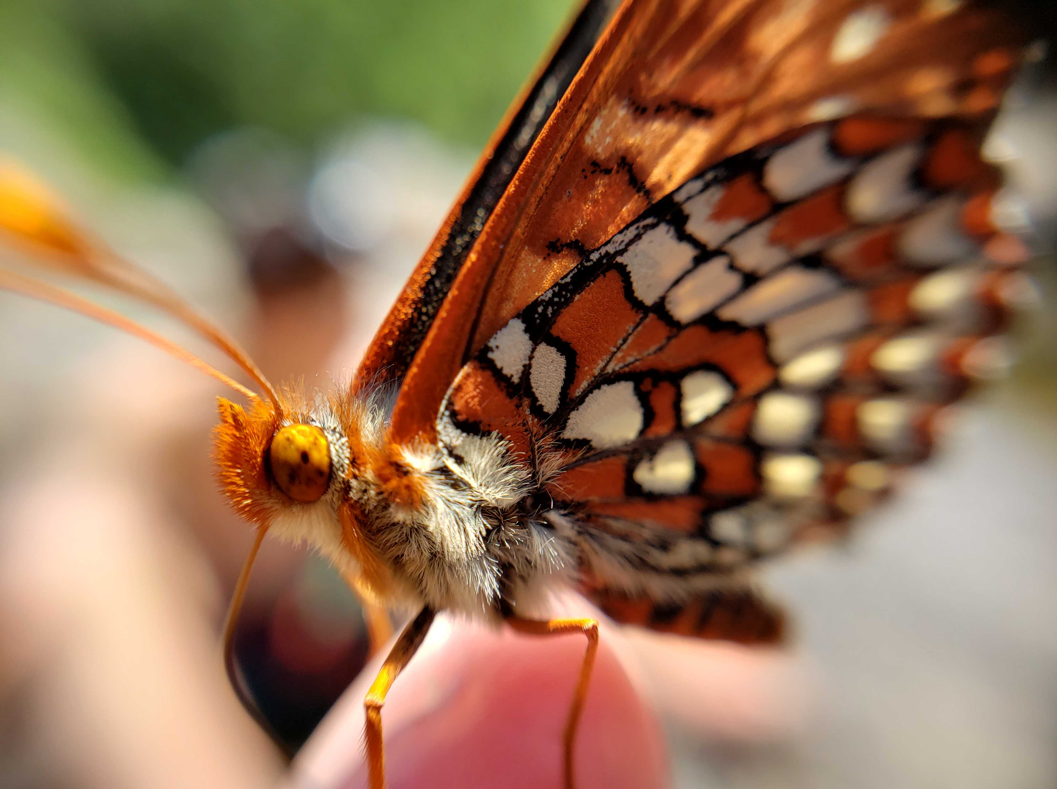 Butterfly Effect | Scrolller