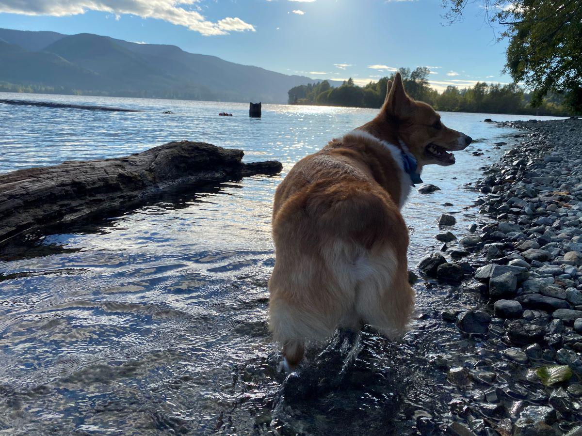 Buttloaf enjoying the lakeside | Scrolller