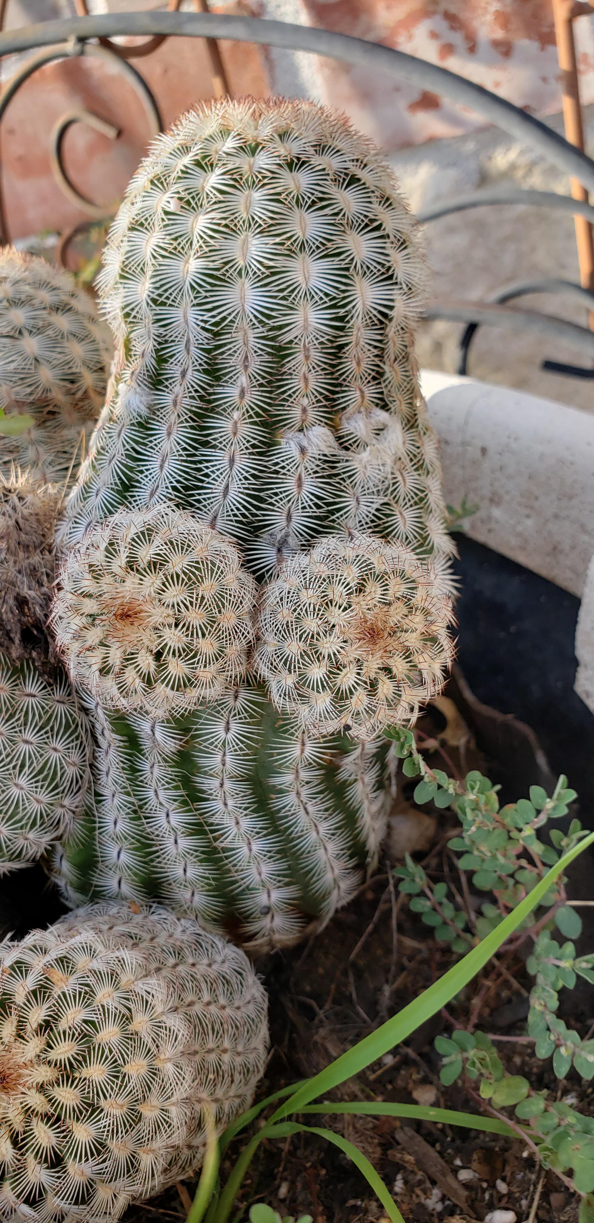 Cactus Bobs | Scrolller