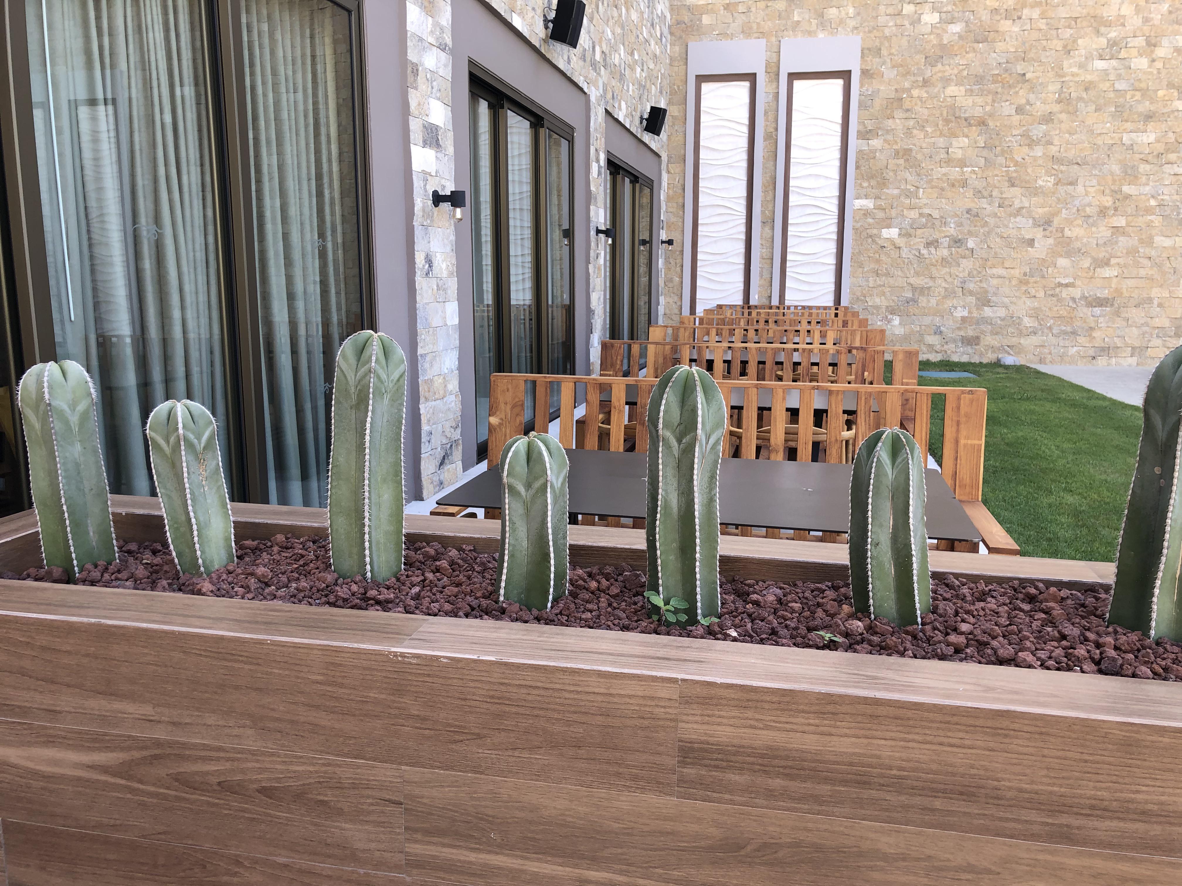 Cactus in Los Cabo’s, Mexico | Scrolller