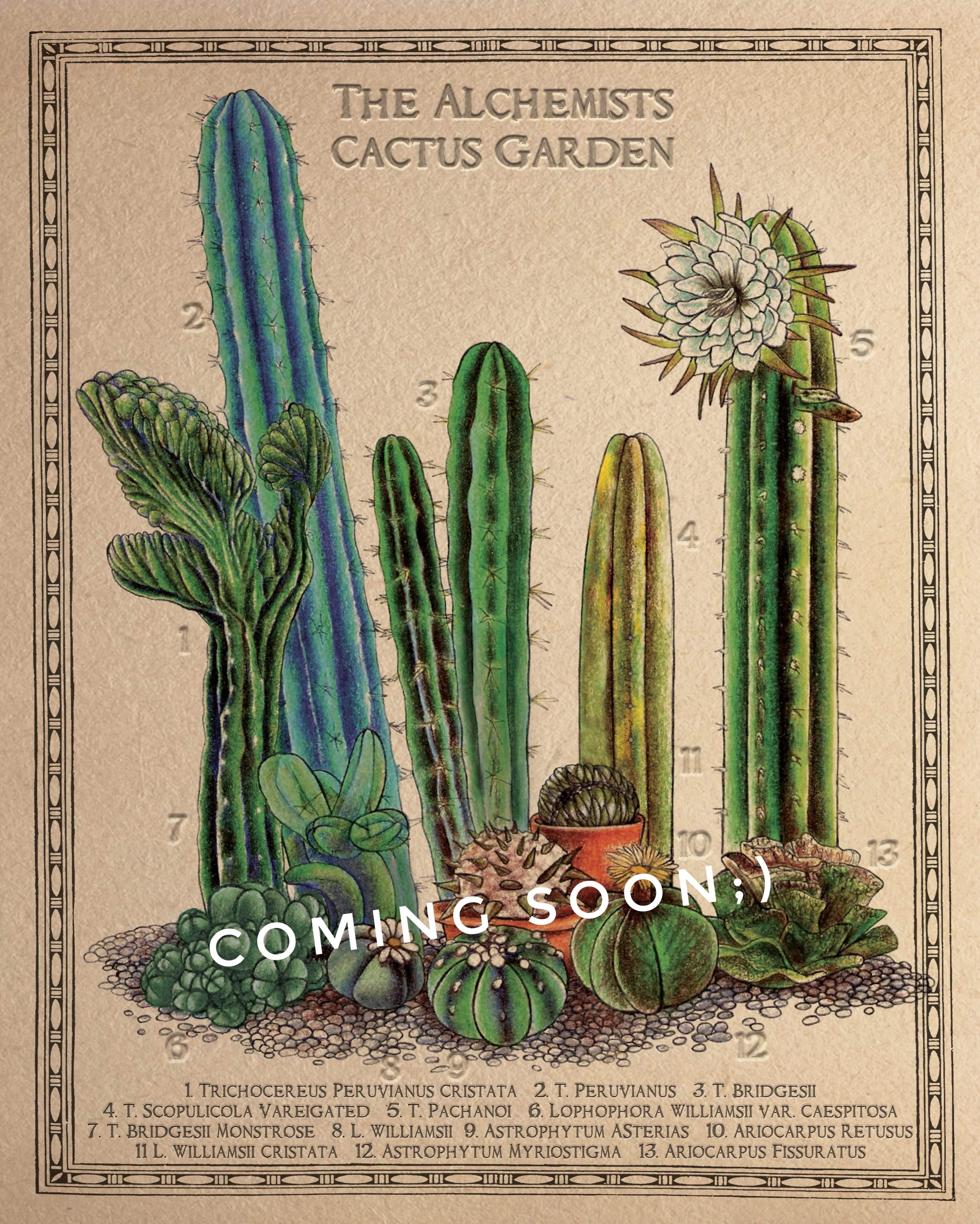 Cactus Poster! | Scrolller