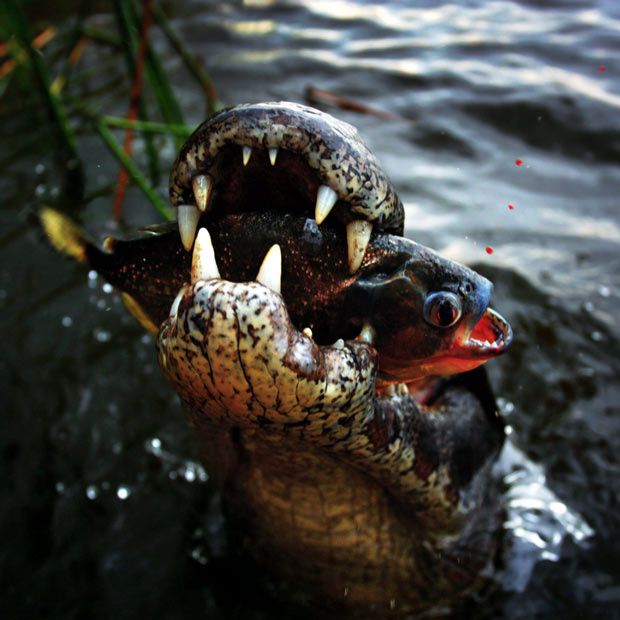 Caiman crunching a Piranha | Scrolller