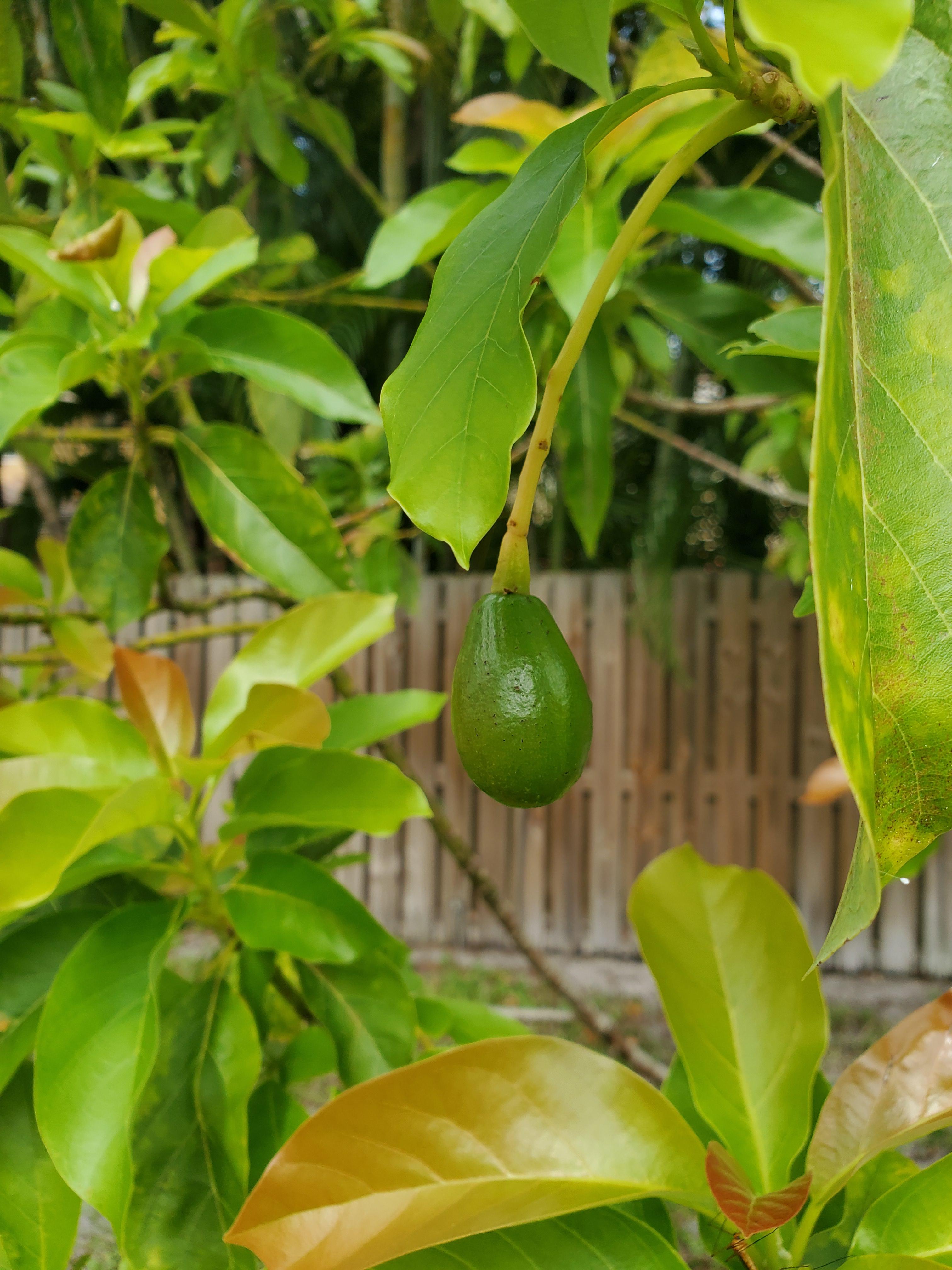 Cake Day Avacado! The first on my tree! | Scrolller