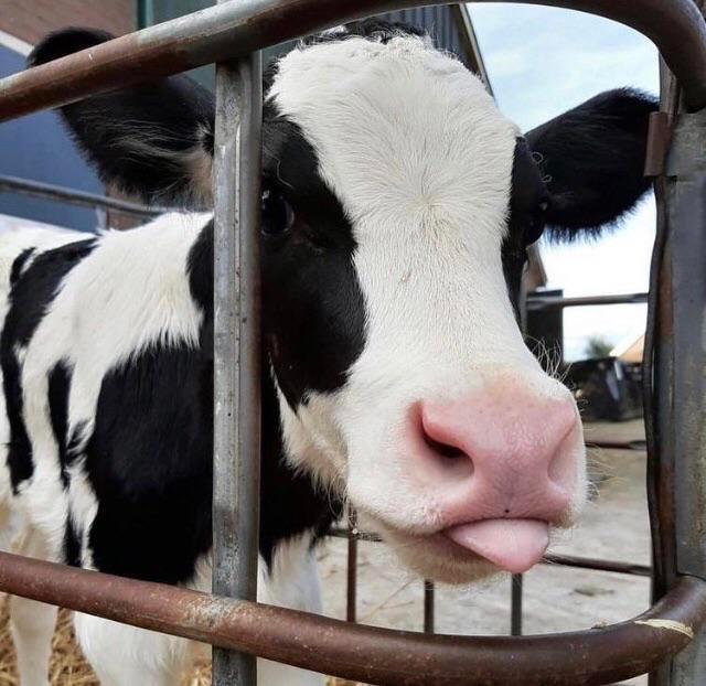 calf blup | Scrolller