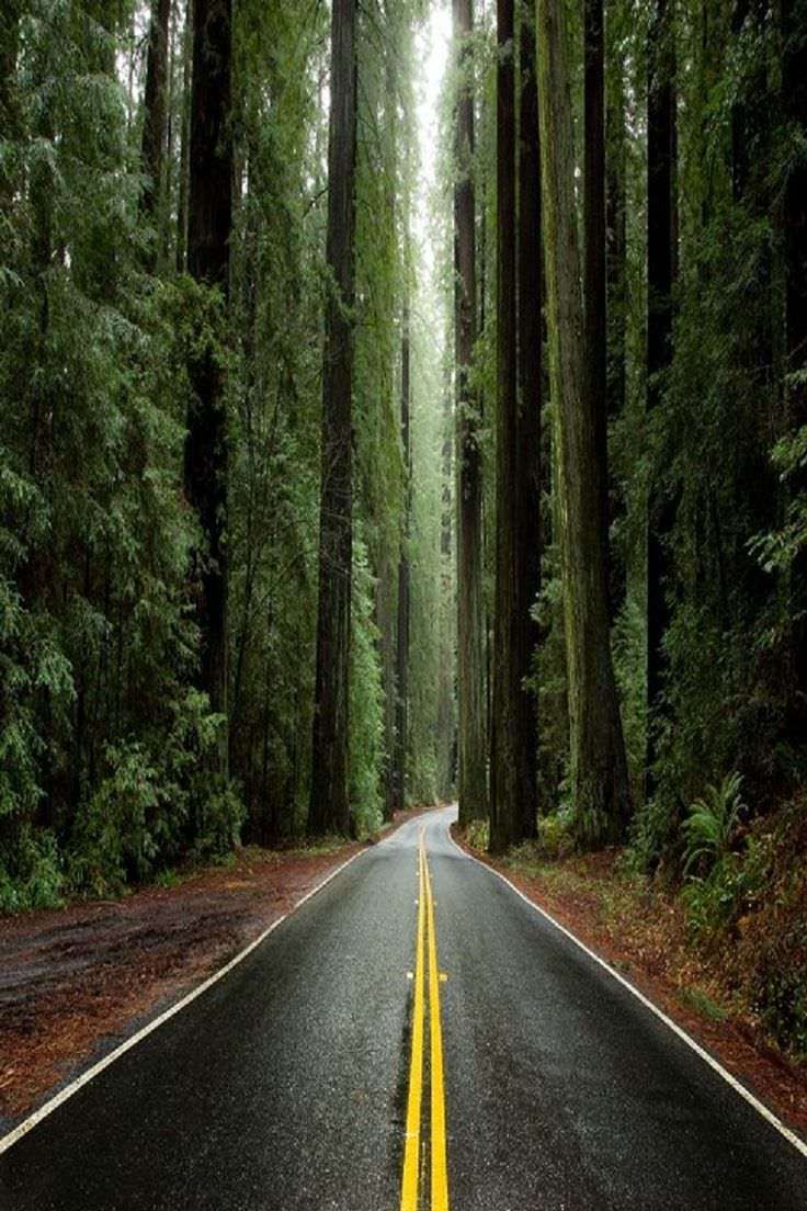 California forest road | Scrolller