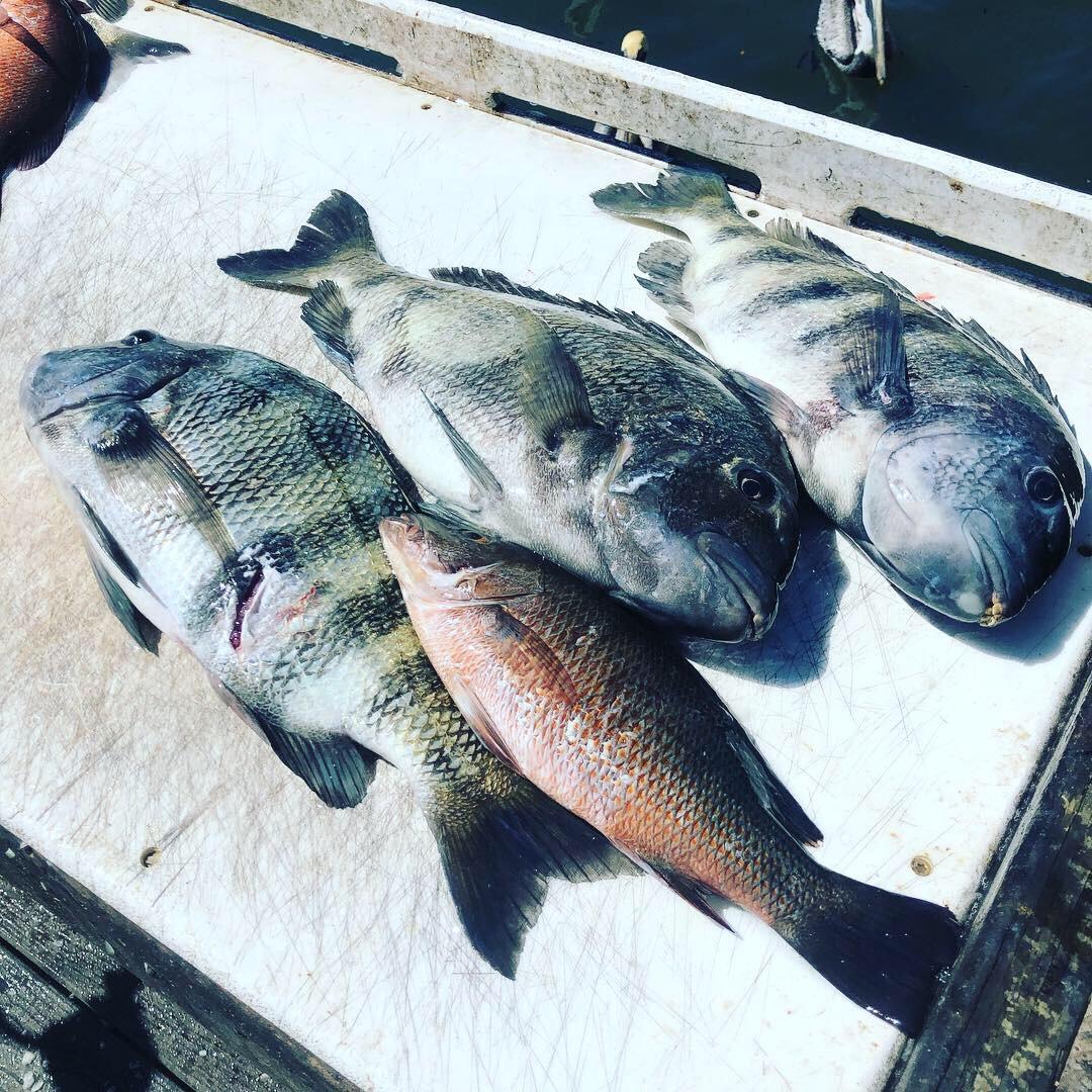 Call me the Shepard | Scrolller