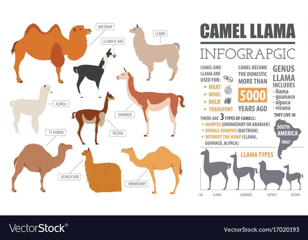 Camel and llamas | Scrolller