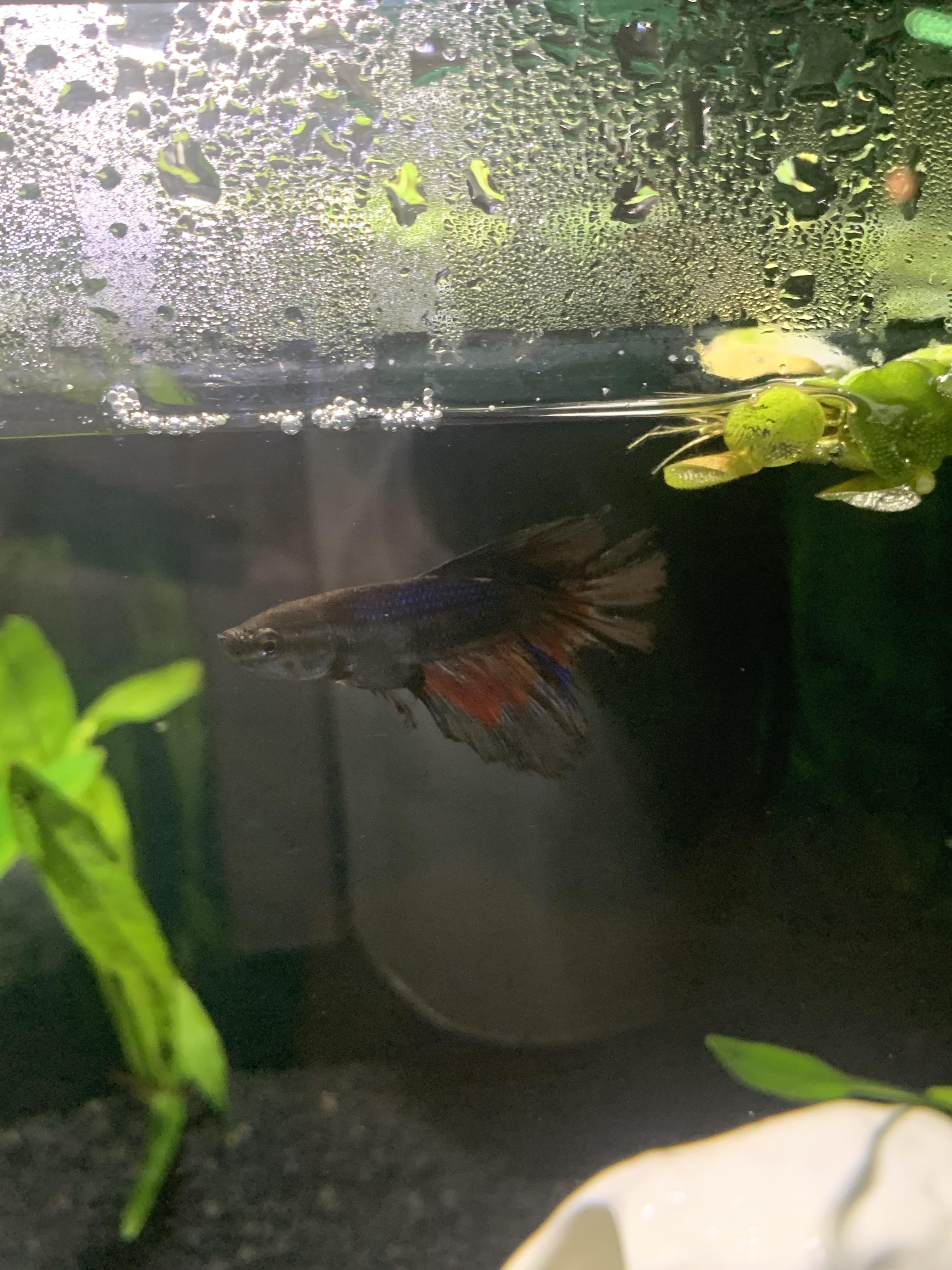 Can anybody help with fin rot? (Levels in description) | Scrolller